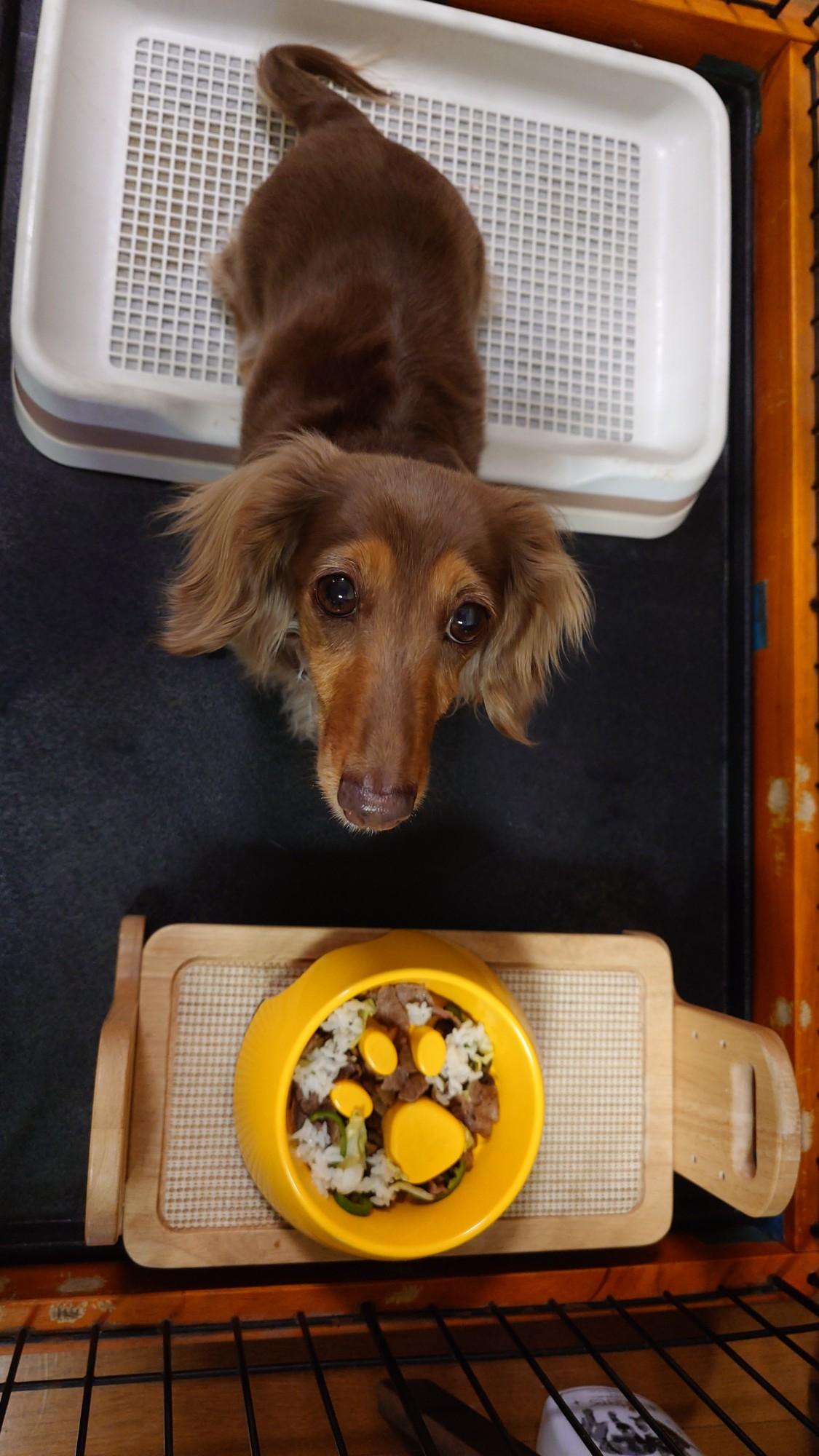 今日のわたしごはんは牛しゃぶ焼肉ライスド... / Pakkun🚶 & もんちむ🐒さんのモーメント | YAMAP / ヤマップ