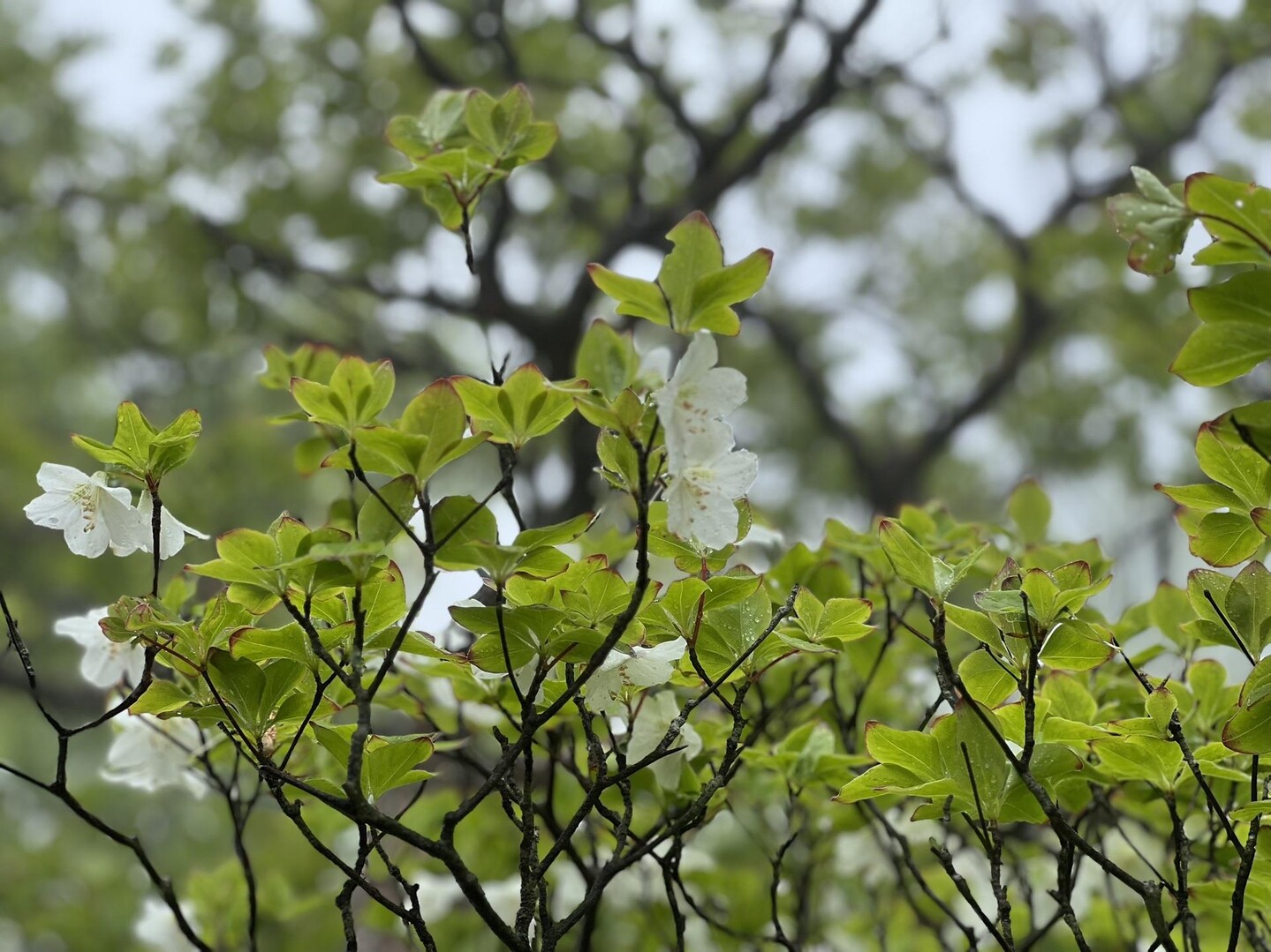 檜洞丸（シロヤシオ鑑賞ツアー） / tontonさんの塔ノ岳・丹沢山・蛭ヶ岳の活動データ | YAMAP / ヤマップ