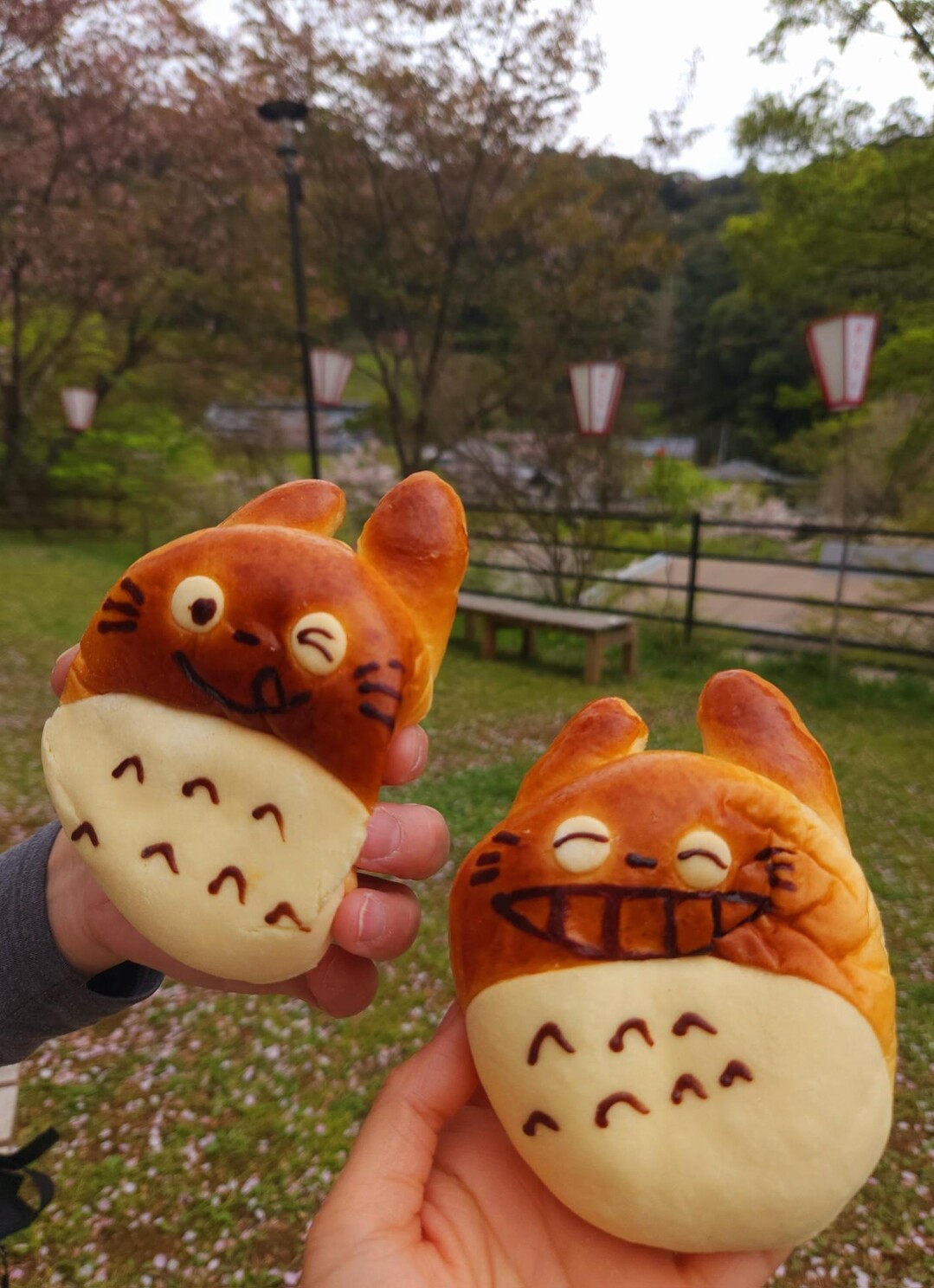 佐川町にある牧野公園のさくらまつりに行き... / sawaさんのモーメント | YAMAP / ヤマップ