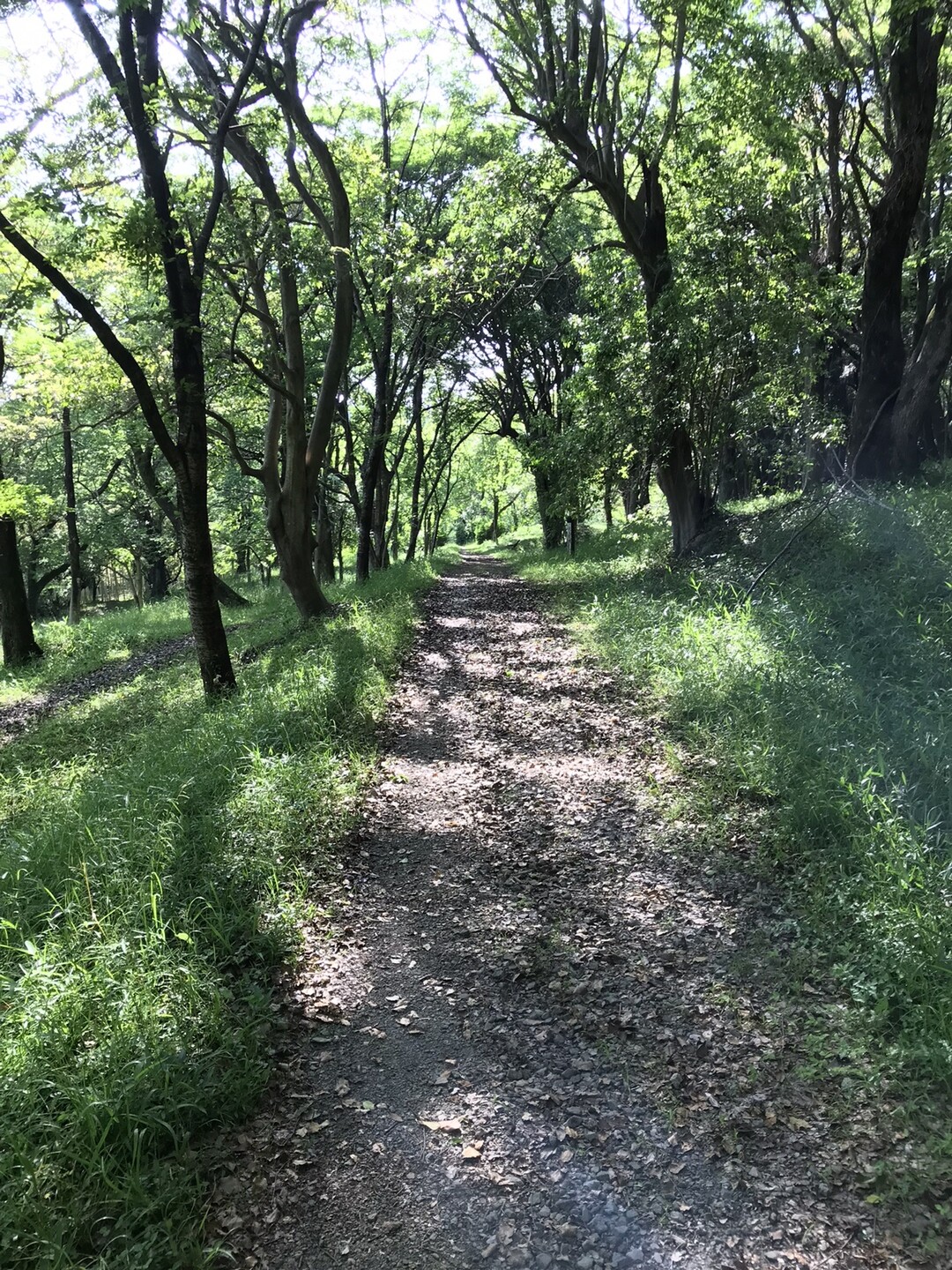トレーニングin立田山 低山とはいえ、な... / HANABIさんのモーメント | YAMAP / ヤマップ