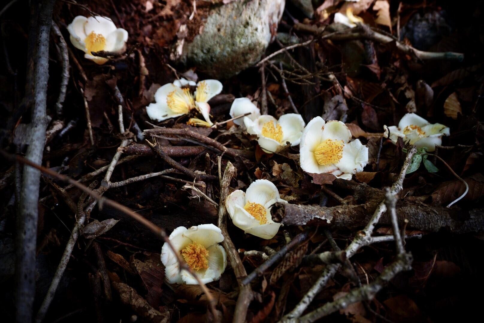 Himeshara La La La around傾山-2023-06-17 / ゴーニーさんの傾山の活動データ | YAMAP / ヤマップ