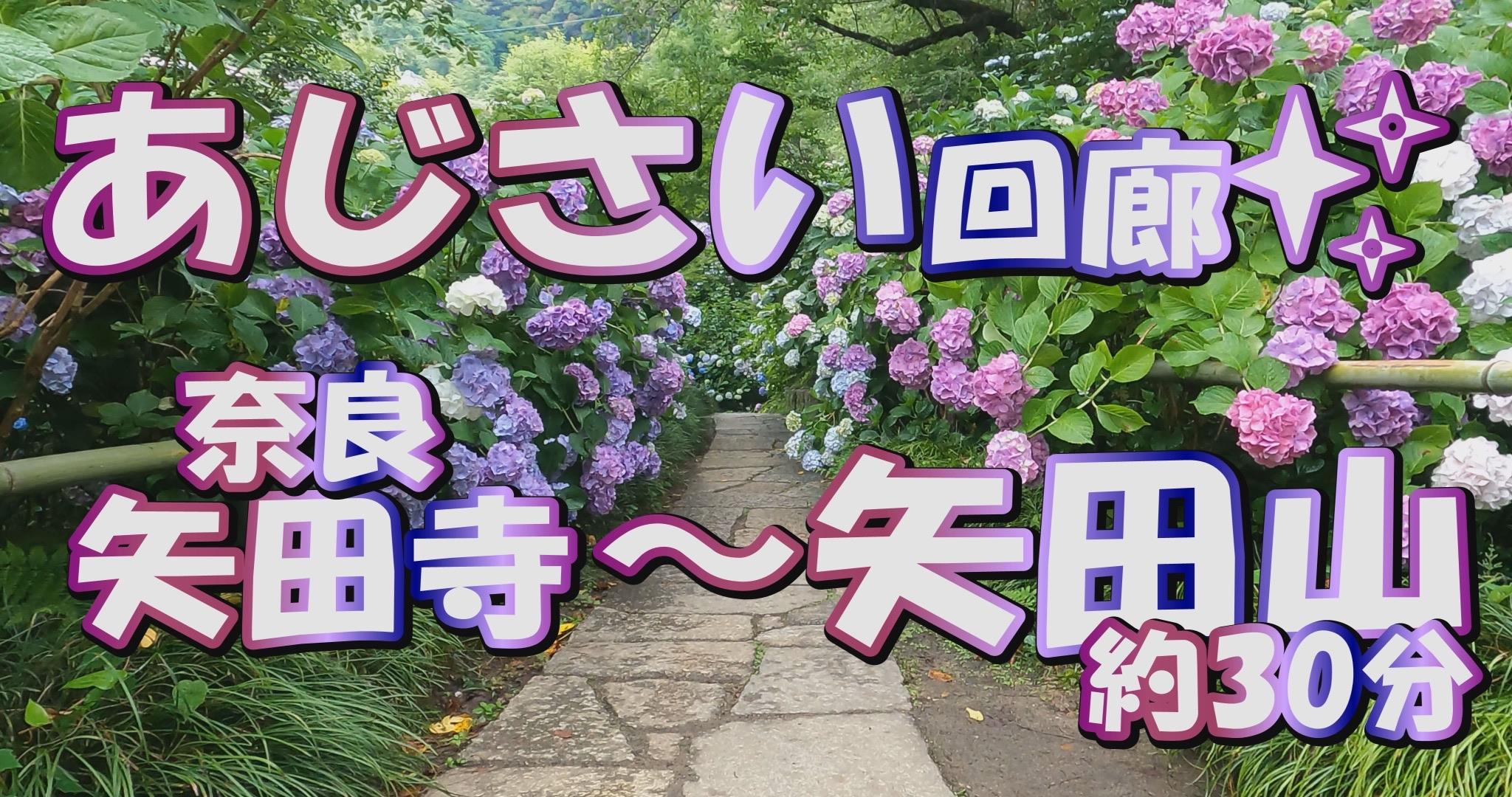 22-06-18矢田山あじさい満開 ht... / kou♪さんのモーメント | YAMAP / ヤマップ