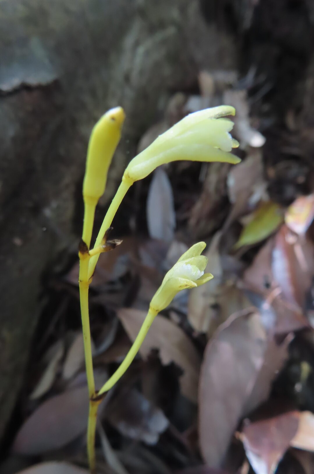 大谷山・弥勒山 / ss5さんの春日井三山・弥勒山・大谷山・道樹山の活動データ | YAMAP / ヤマップ