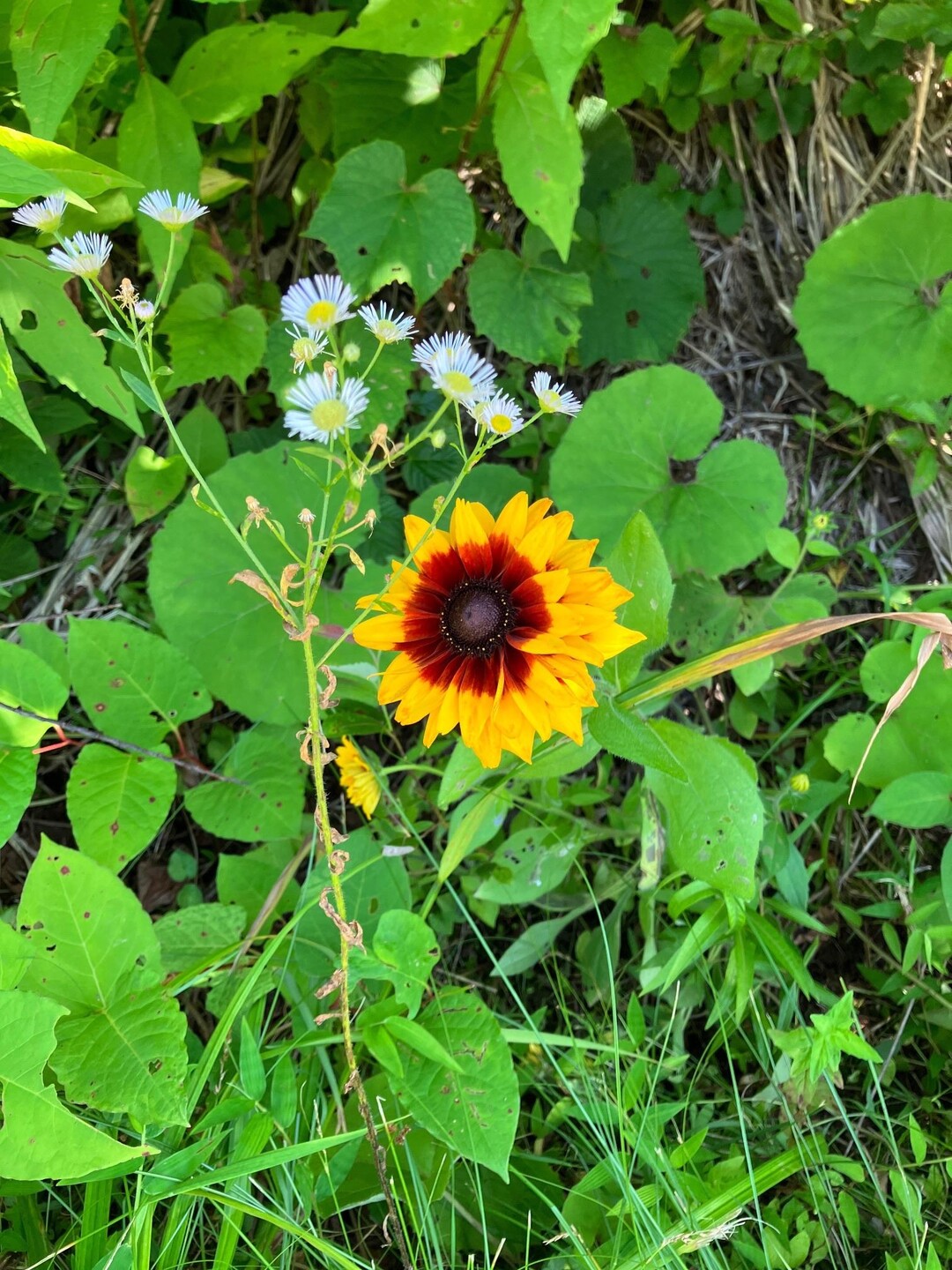 酷暑の登山 / NBOX3180さんの赤兎山・猪鼻山の活動データ | YAMAP / ヤマップ