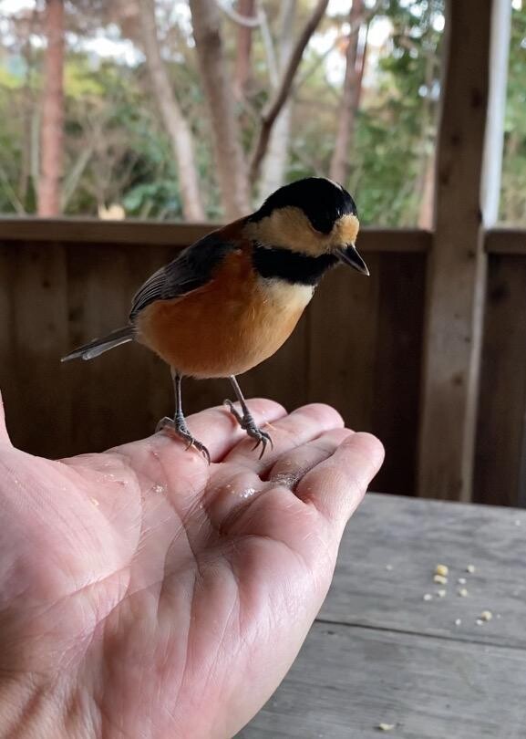 春日井三山 道樹山・大谷山・弥勒山 / TKさんの春日井三山・弥勒山・大谷山・道樹山の活動データ | YAMAP / ヤマップ
