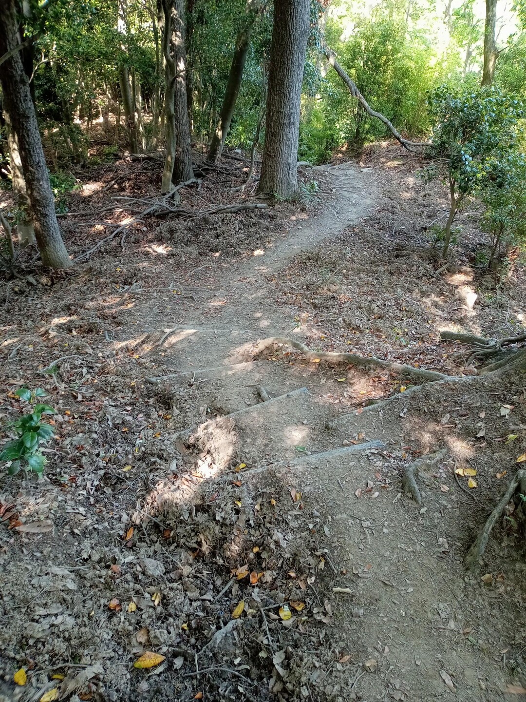 bambooさんの投稿したフィールドメモ | YAMAP / ヤマップ