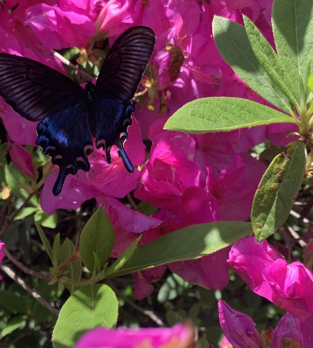 新緑🌱キラキラ 高尾山 / akkoさんの高尾山・陣馬山・景信山の活動データ | YAMAP / ヤマップ
