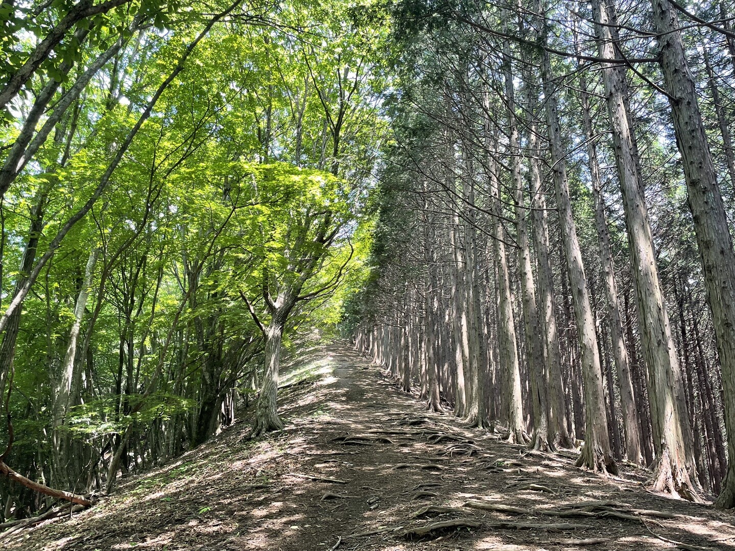 【熊に遭遇‼︎奥多摩縦走（後半）】都民の森〜三頭山〜御前山〜大岳山〜御嶽山〜日の出山〜武蔵五日市駅 三頭山・槇寄山・土俵岳の写真18枚目