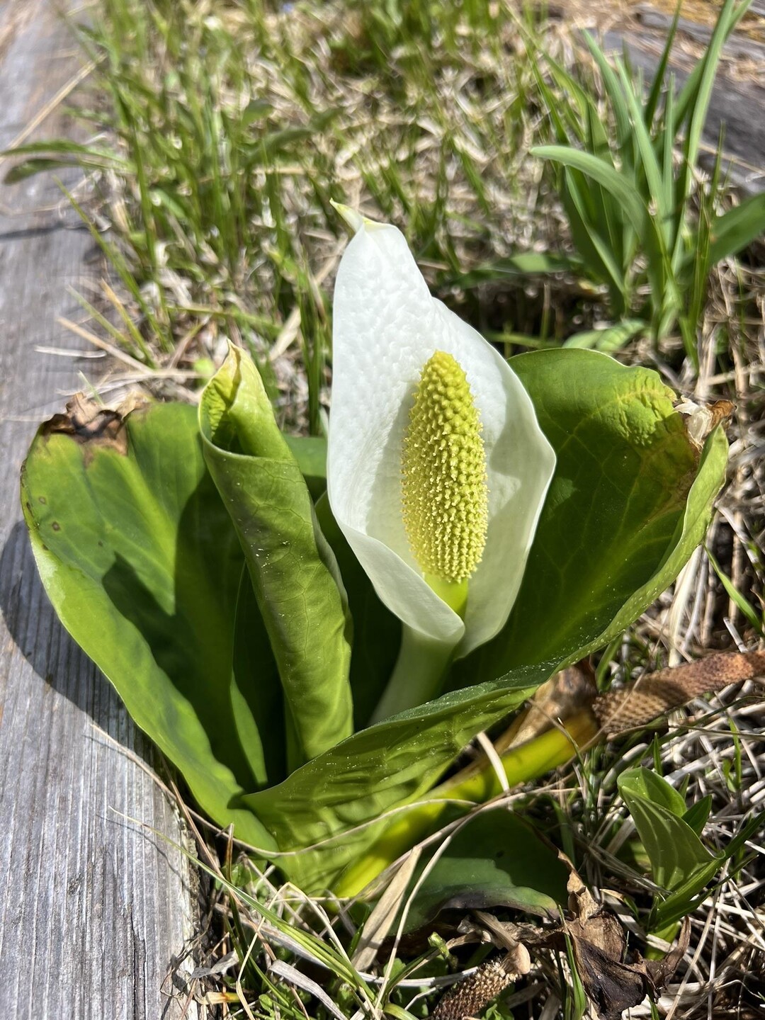 尾瀬沼から鳩待峠🪷その① / tea003さんの尾瀬・燧ヶ岳の活動日記 | YAMAP / ヤマップ