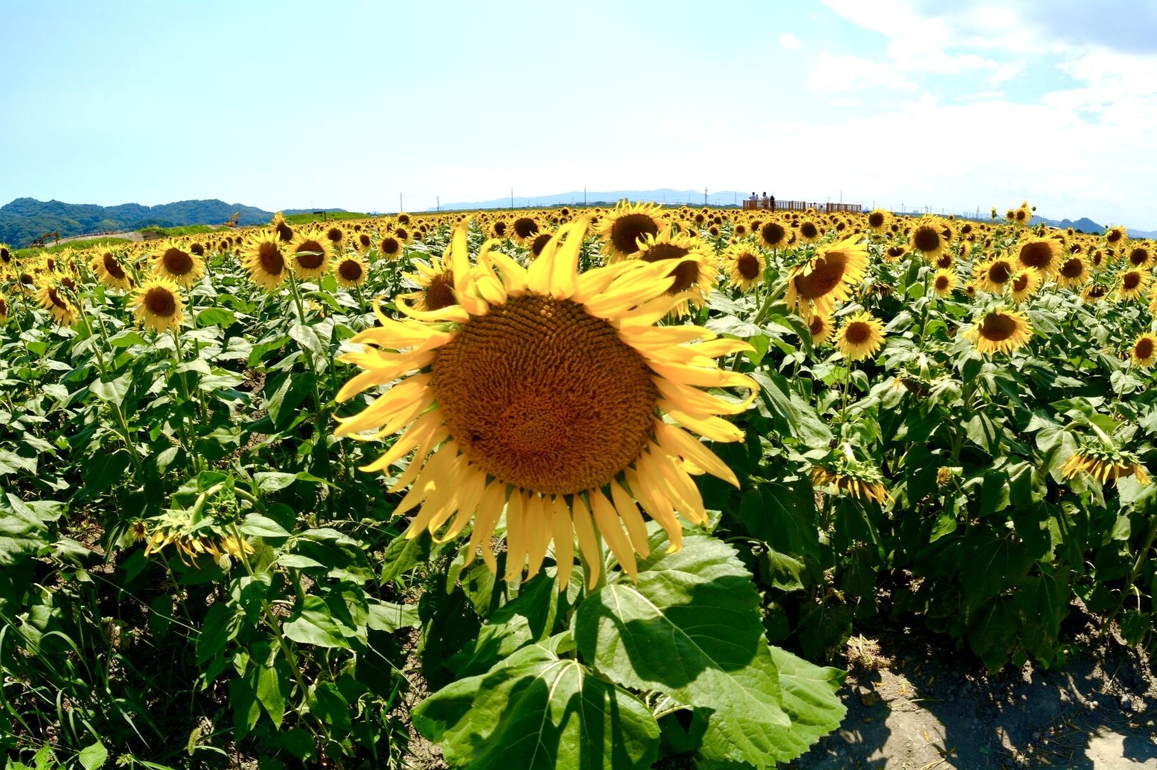 笠岡ベイファーム ひまわり畑 笠岡のひ... / tomyさんのモーメント | YAMAP / ヤマップ