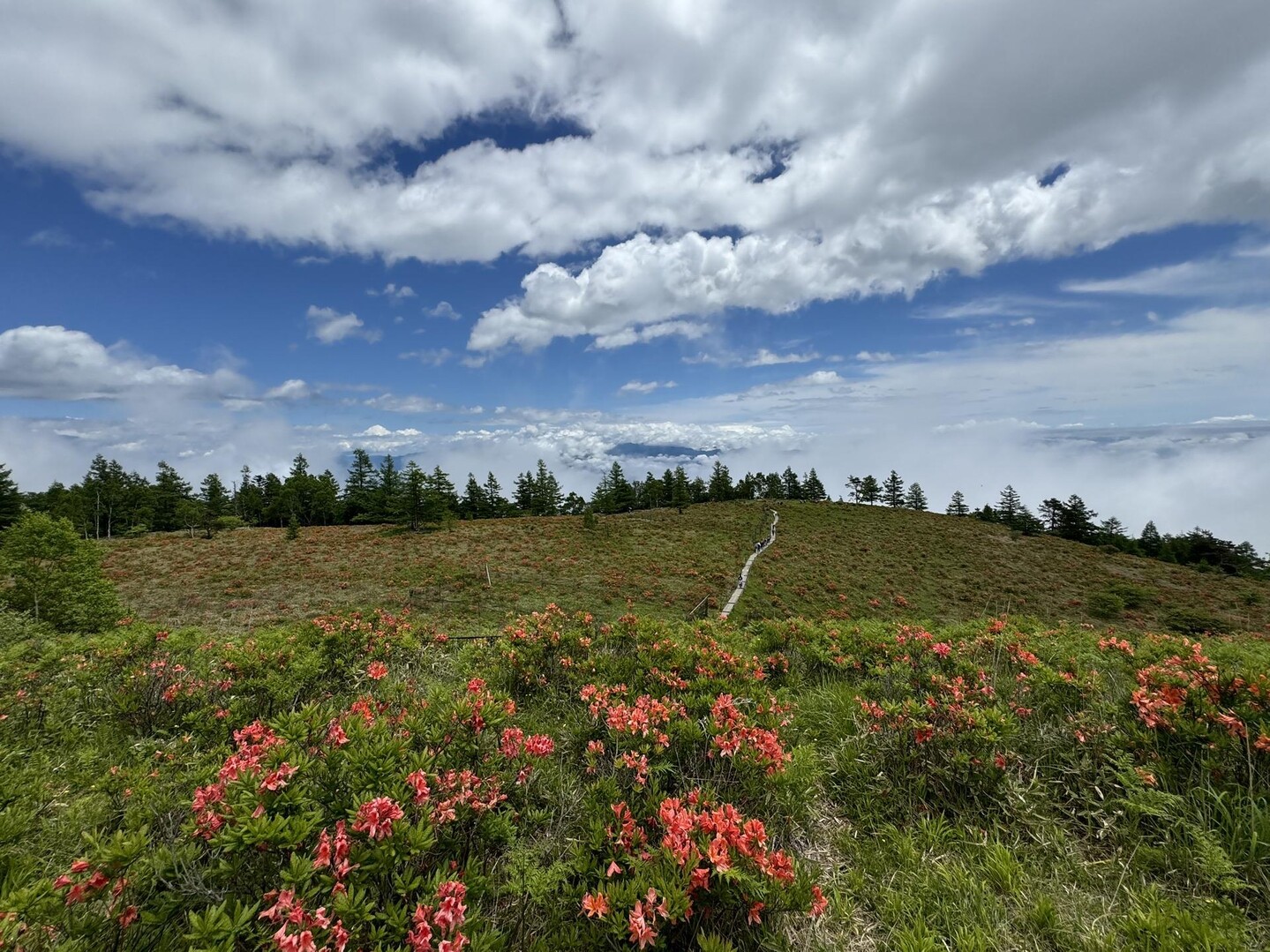 甘利山・奥甘利山・大西峰・千頭星山 / maboさんの鳳凰山・地蔵岳・観音岳・薬師岳の活動データ | YAMAP / ヤマップ