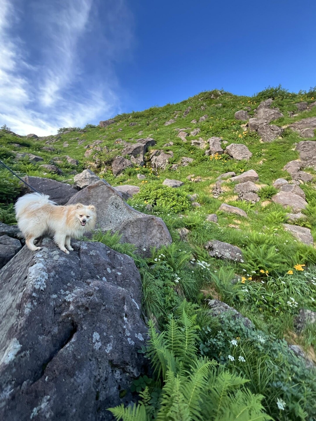 Happy New Year! A g... / LILY 🇺🇸さんのモーメント | YAMAP / ヤマップ