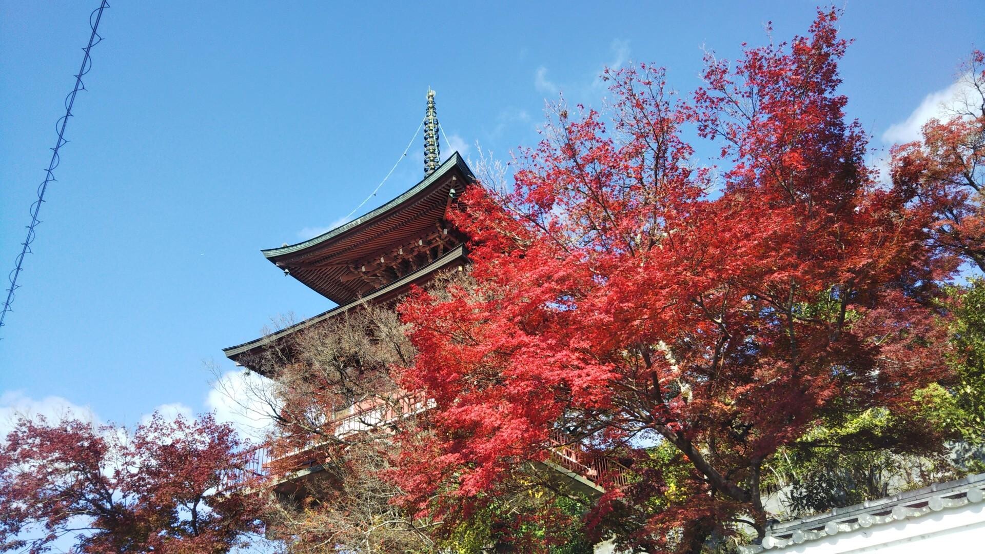 瓢箪崩山 / CAT MINISTERさんの比叡山・横高山・梶山の活動データ | YAMAP / ヤマップ