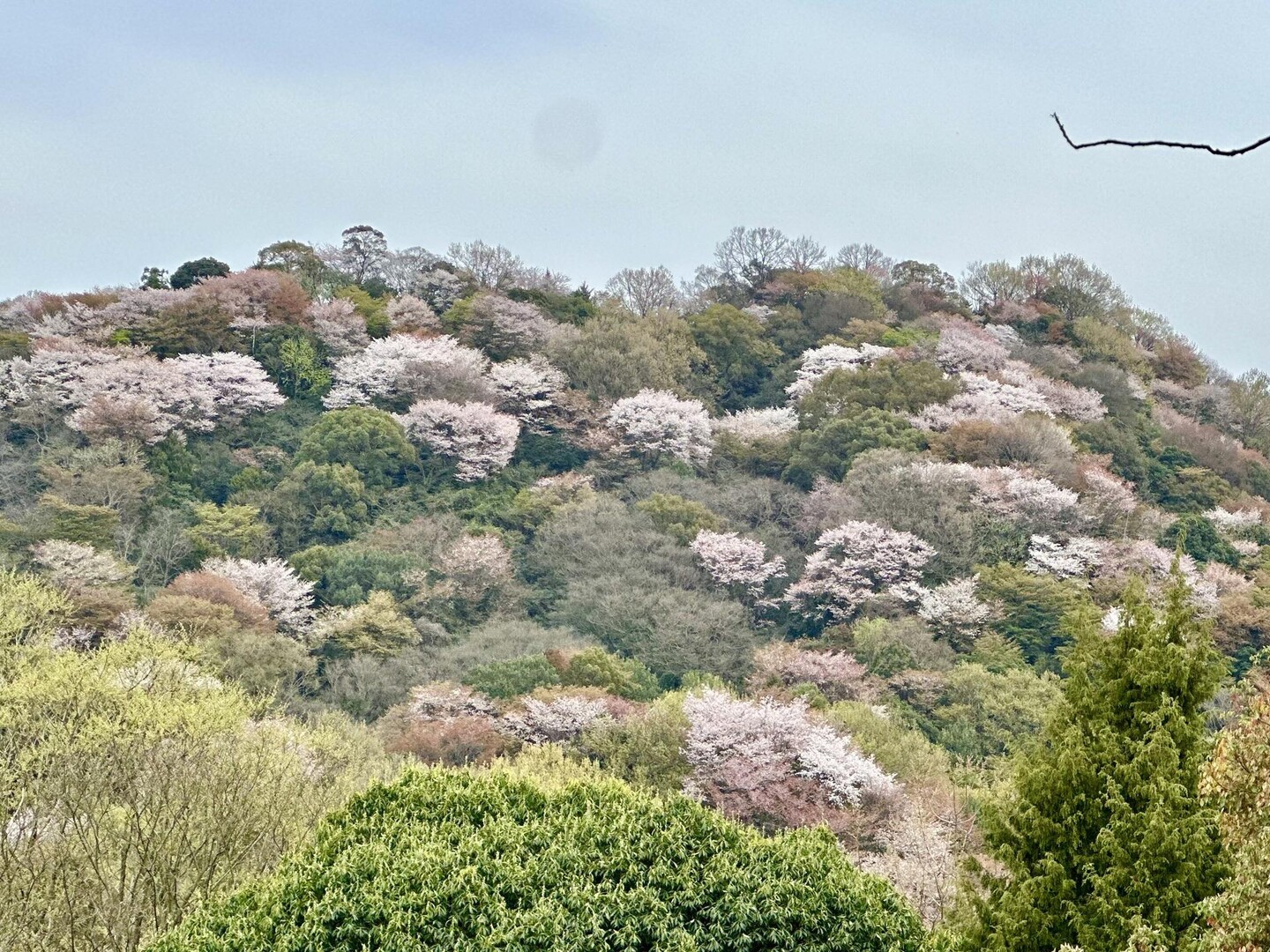 雲附山 🌸ひらひら / Konchanさんの雲附山・熊高山・五瀬山の活動データ | YAMAP / ヤマップ