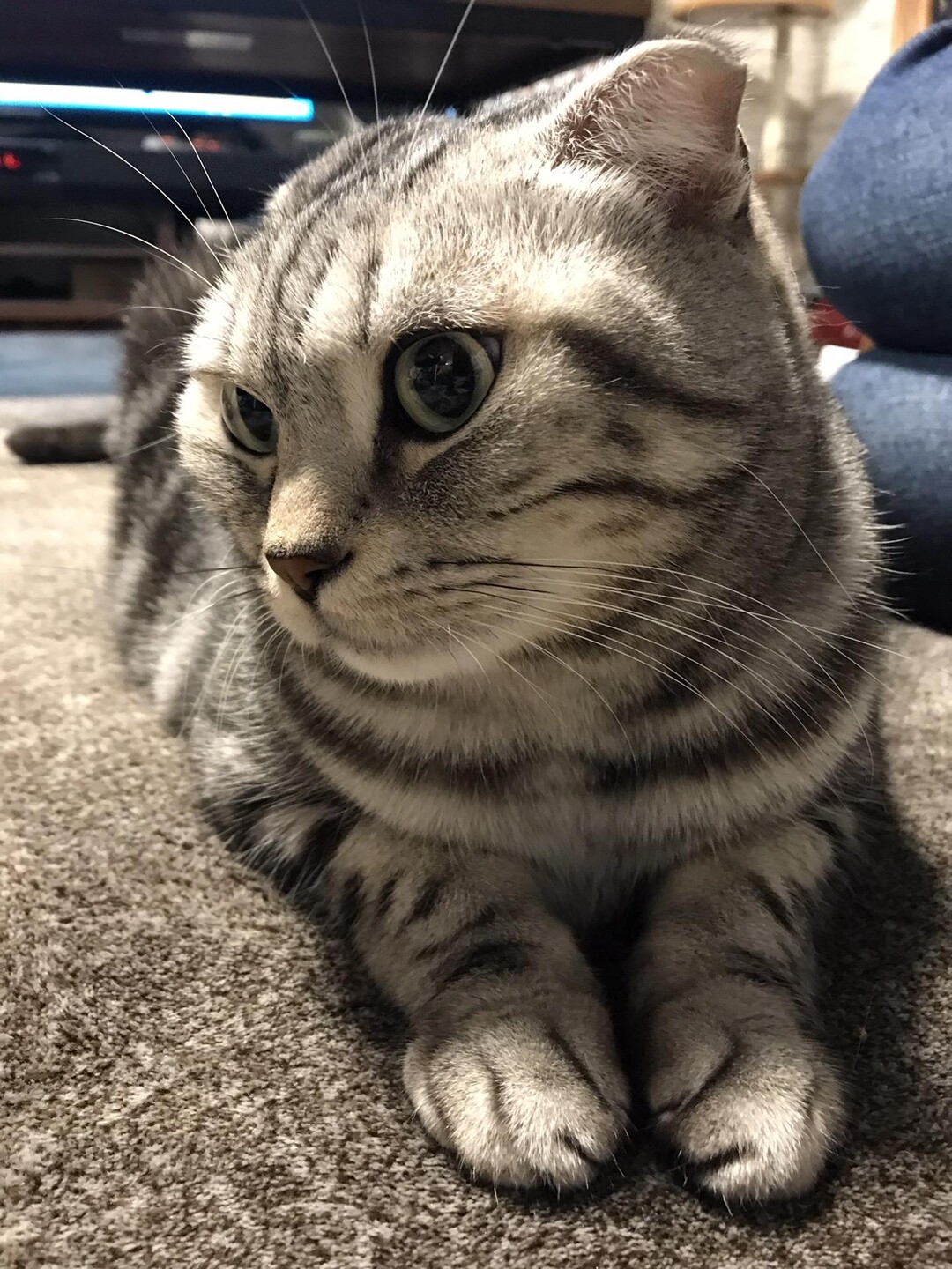 本日の次男くん！今日も男前です！🐈‍⬛... / GG-Kazuさんのモーメント | YAMAP / ヤマップ