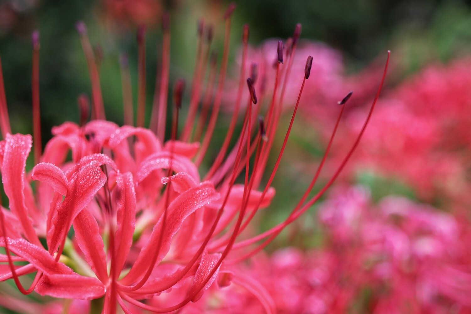 仕事終わって北上の如意輪寺に彼岸花を見に... / G-Mikiさんのモーメント | YAMAP / ヤマップ
