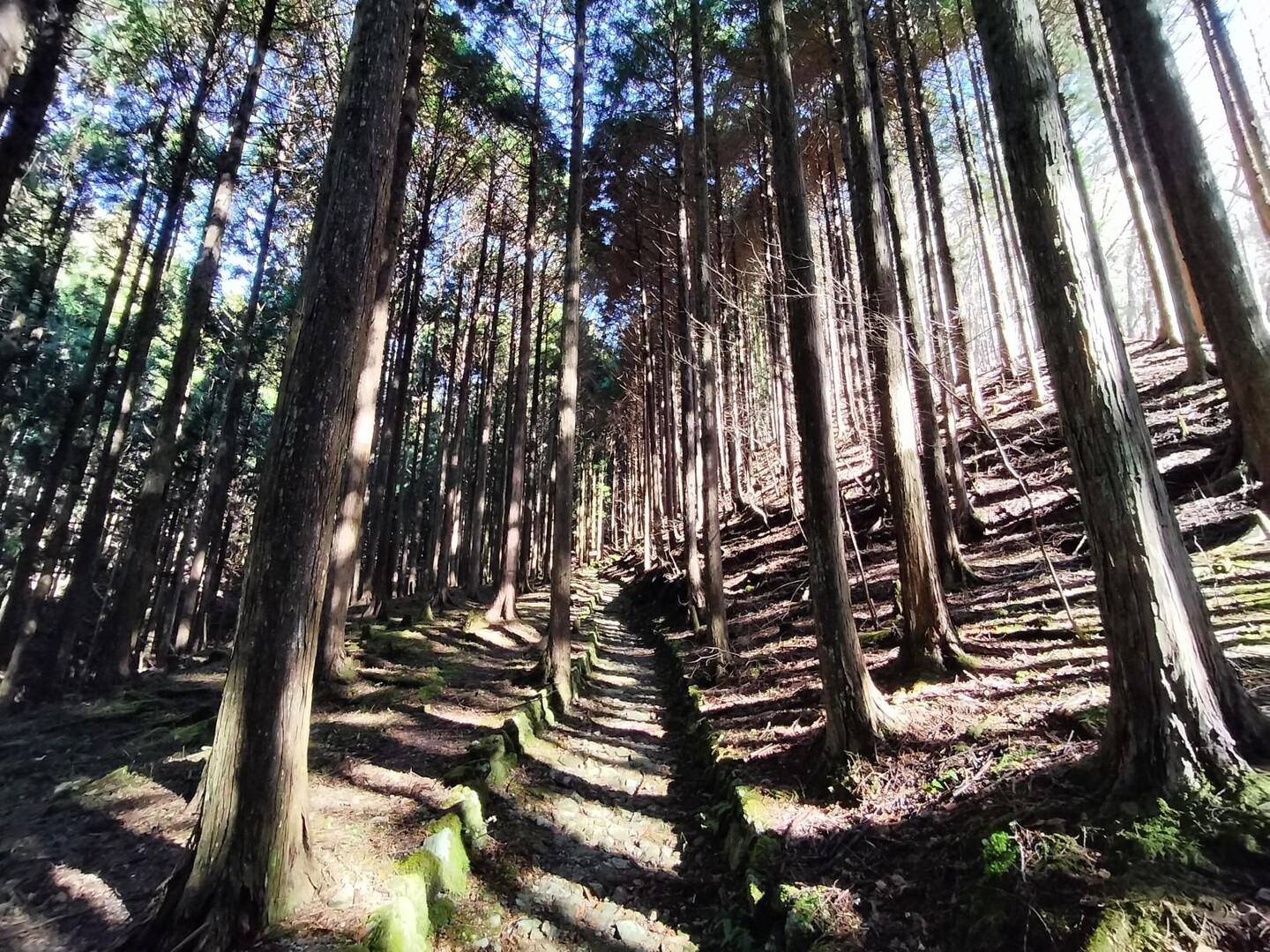 熊伏山 / メロンさんさんの熊伏山・観音山の活動データ | YAMAP / ヤマップ