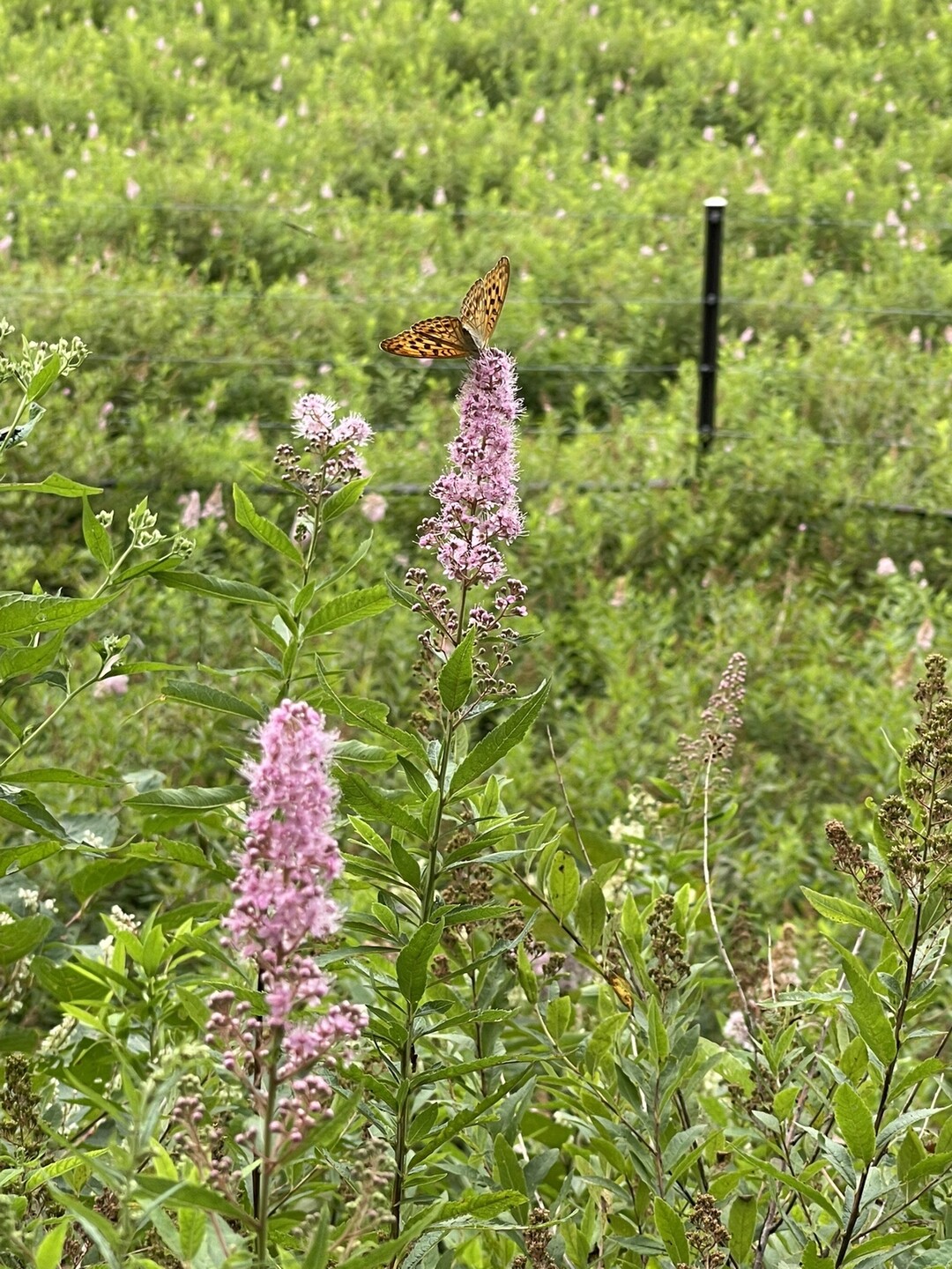 青春18きっぷも利用の栃木遠征 2022-08-16 / Atto-Rieさんの男体山の活動データ | YAMAP / ヤマップ