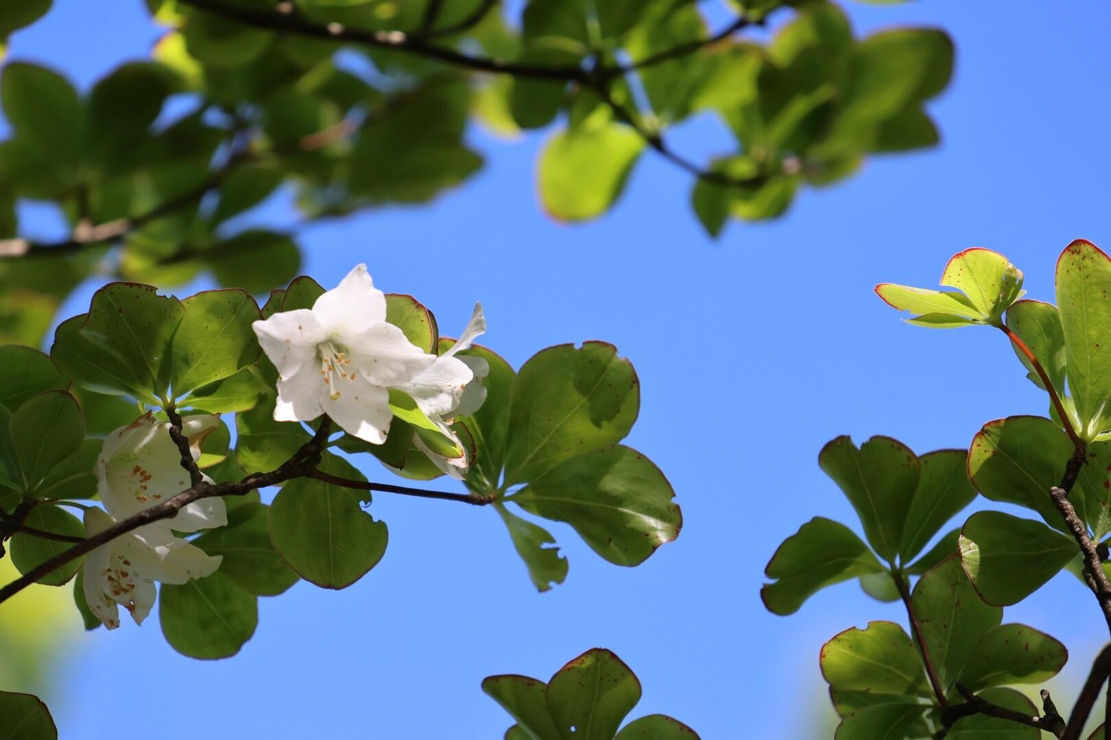 行者還岳・七曜岳～最高の山日和🥰 / kayo♪さんの八経ヶ岳の活動データ | YAMAP / ヤマップ