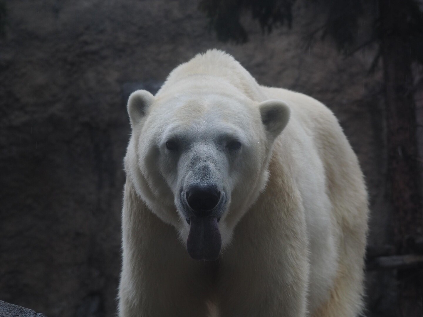 ヌプカのあとは白金温泉に泊まって朝から望... / doaraさんのモーメント | YAMAP / ヤマップ