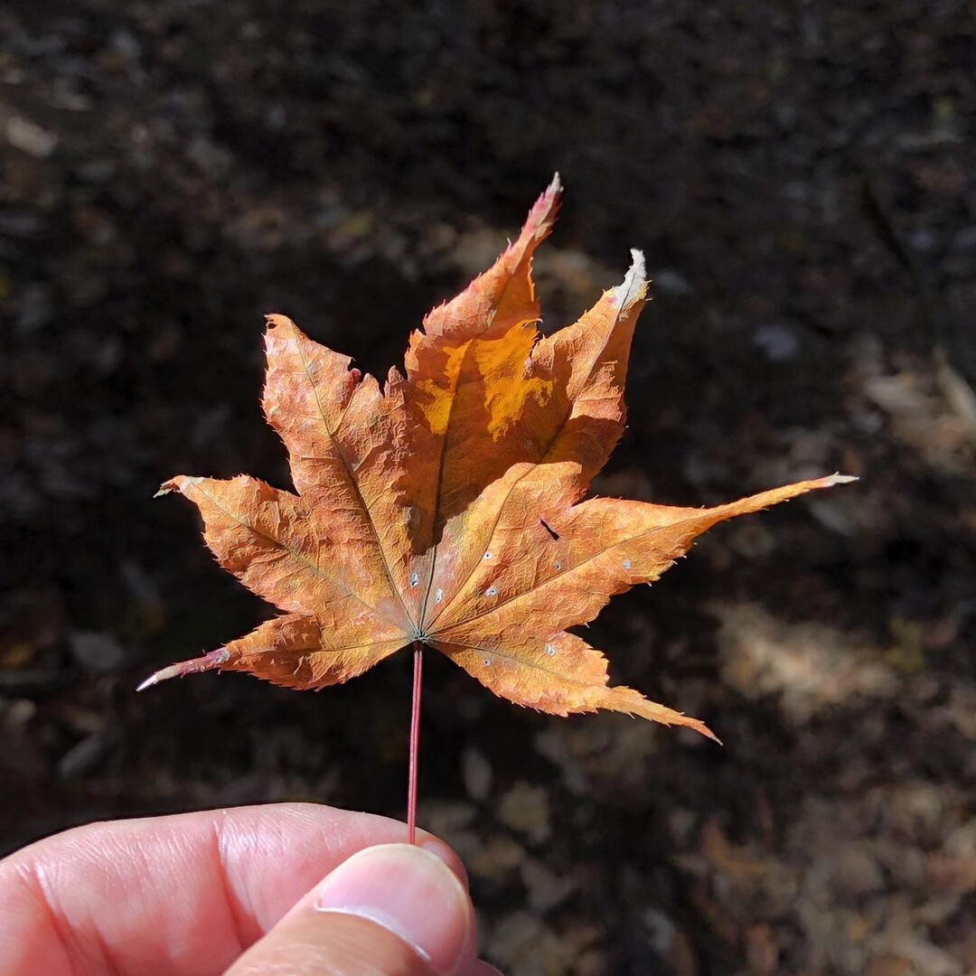 YASのページ | YAMAP / ヤマップ