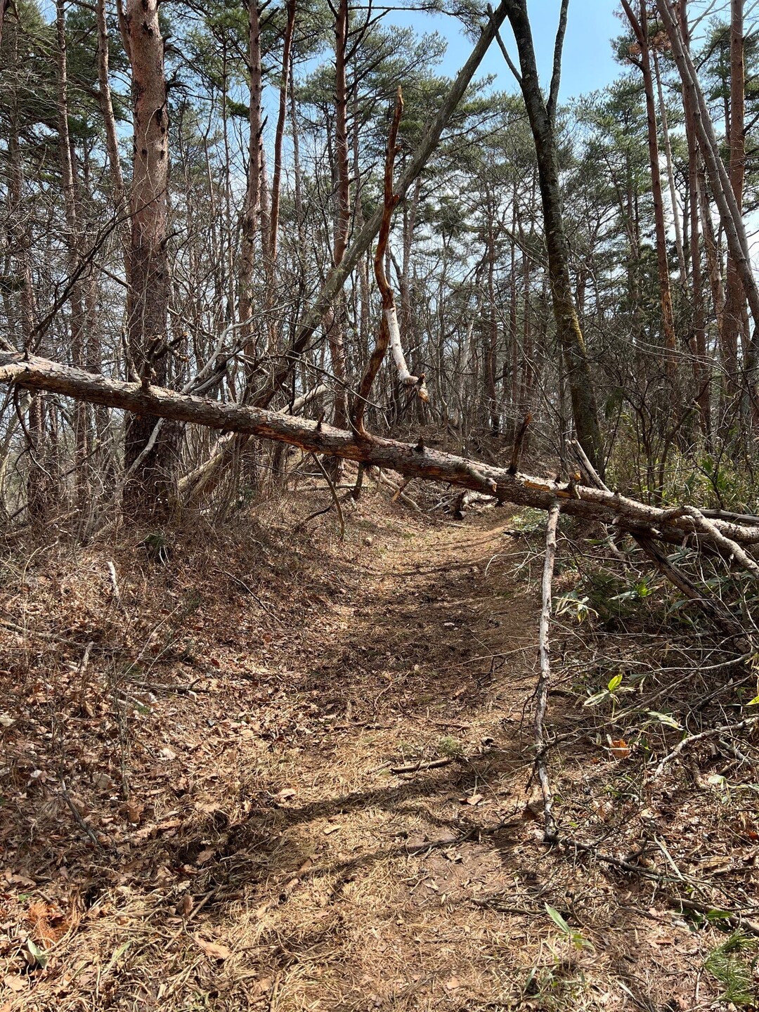 maru.さんの投稿したフィールドメモ | YAMAP / ヤマップ