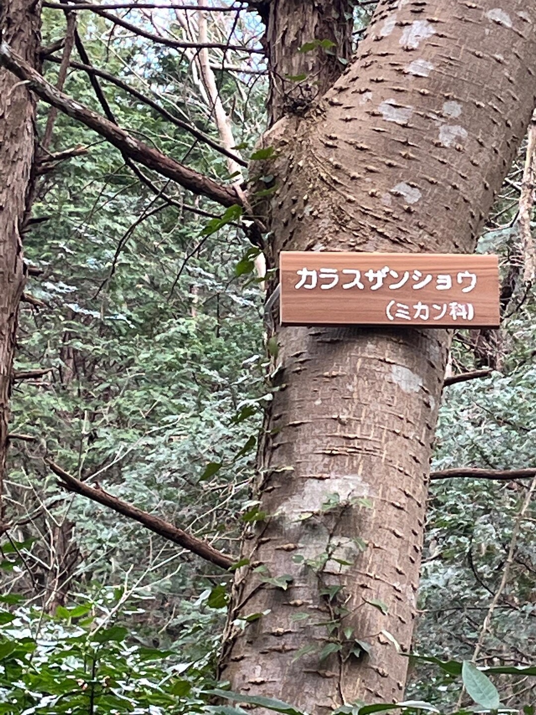 草木のお勉強2（樹木プレート付け作業） / ka-zさんの焼津アルプス（高草山・満観峰・花沢山）・徳願寺山の活動データ | YAMAP / ヤマップ