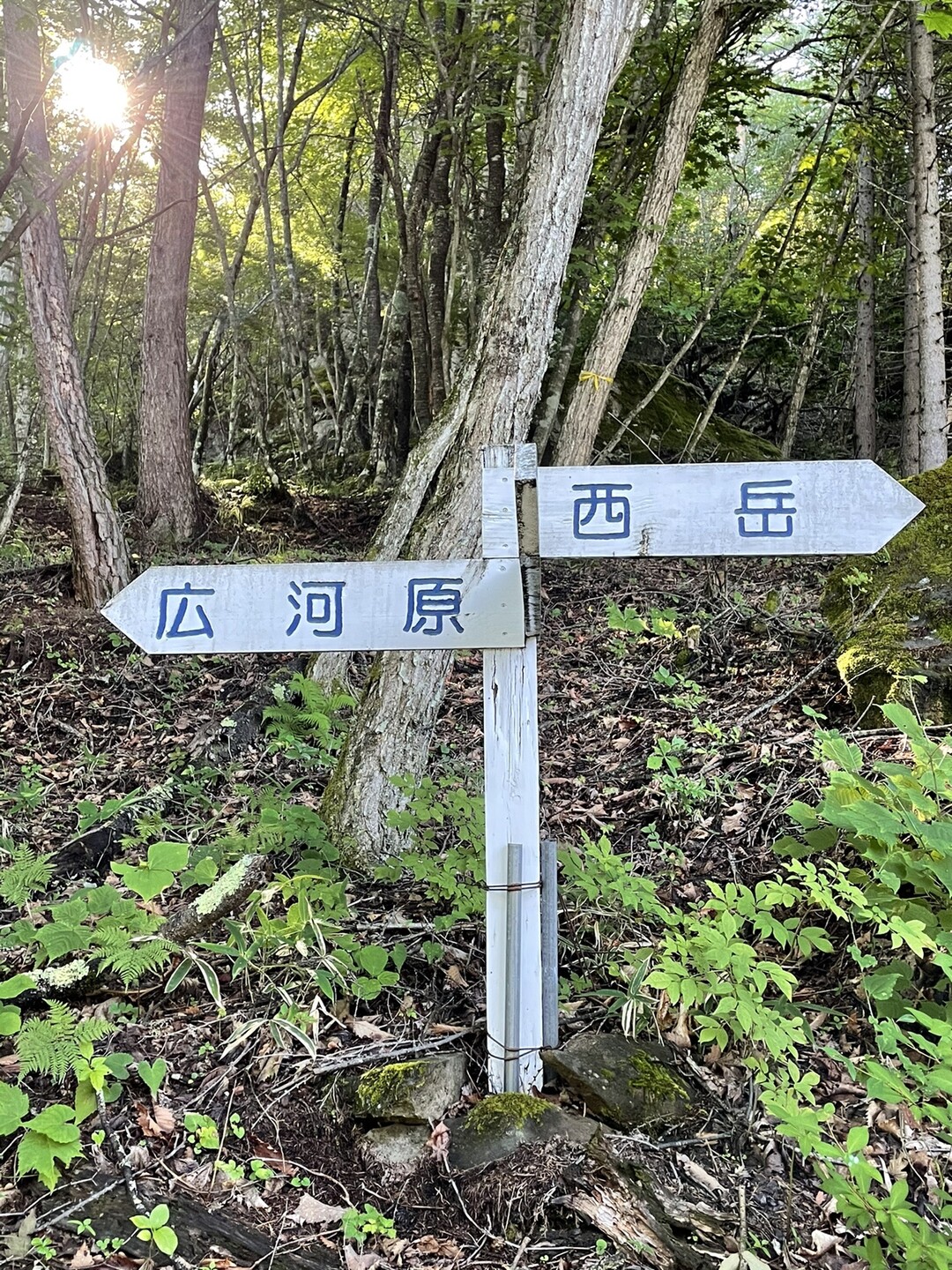 エレノアさんの投稿したフィールドメモ | YAMAP / ヤマップ