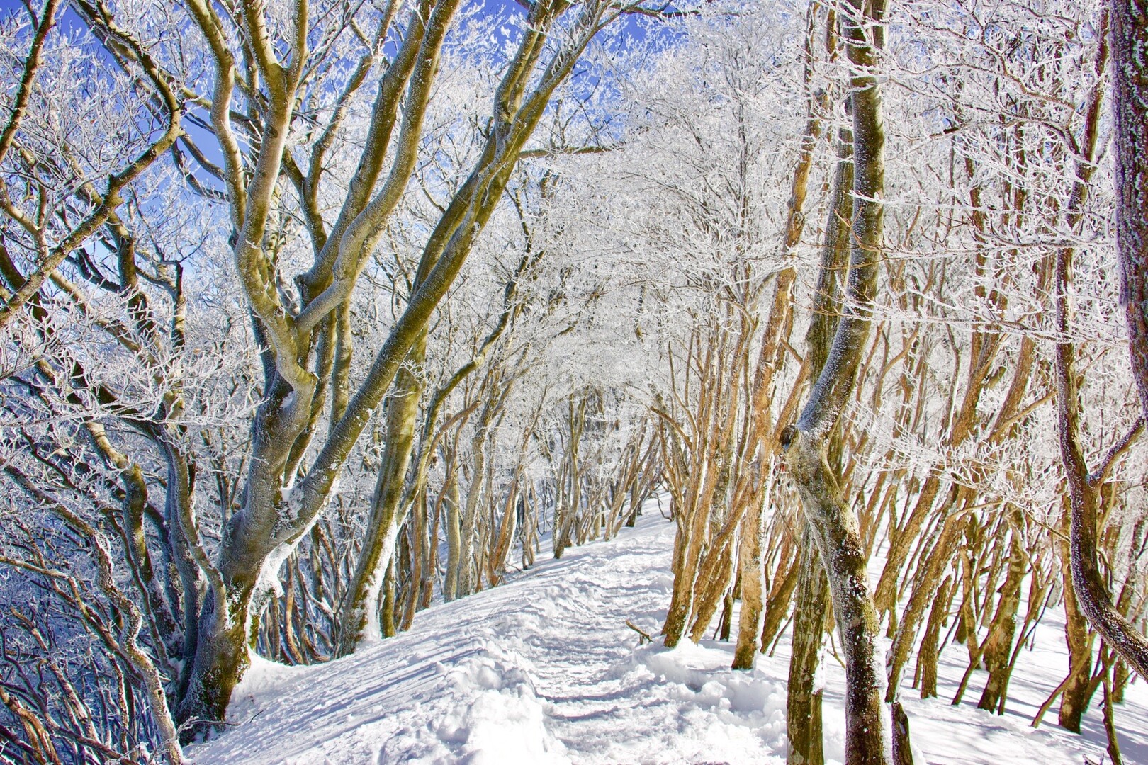 三峰山⛄️白銀の世界 / daisukeさんの三峰山・学能堂山・栗ノ木岳の活動データ | YAMAP / ヤマップ