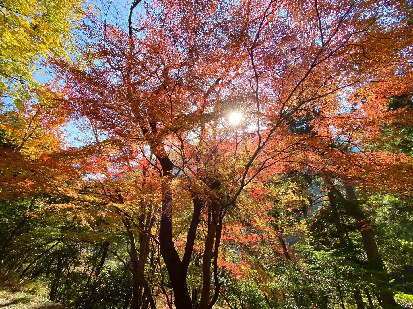 秋色🧡💛 ️日和 / moco*さんの養老山・笙ヶ岳・三方山の活動データ | YAMAP / ヤマップ