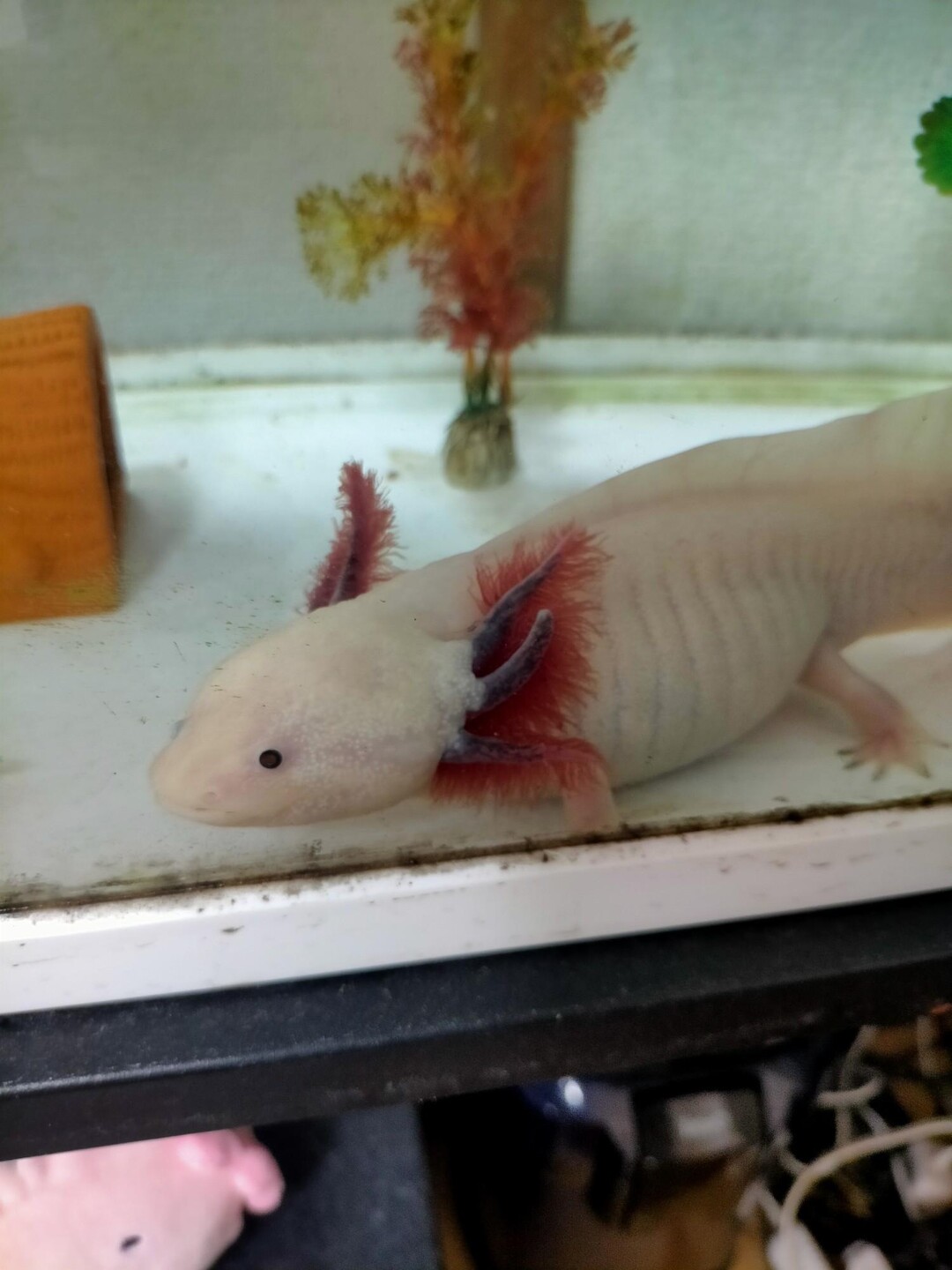 2023/7/3 暑い夏はウーパールーパ... / まさやんさんのモーメント | YAMAP / ヤマップ