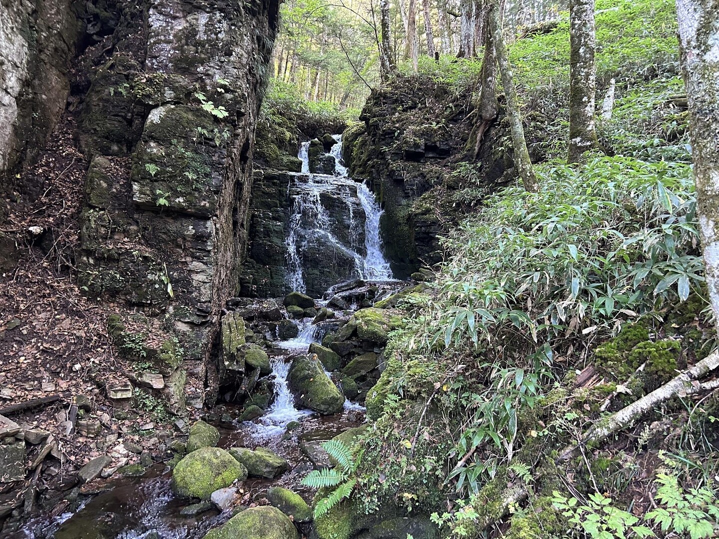 御泉水自然園ハイキング / tomtomさんの蓼科山・横岳・縞枯山の活動データ | YAMAP / ヤマップ