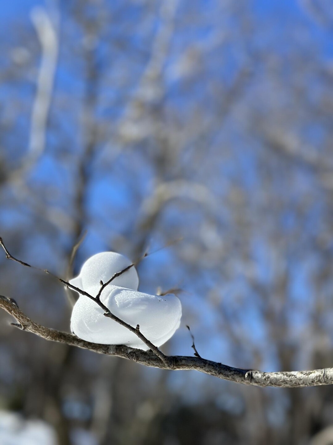 権現山とホッケ山へGO‼️ / ryosui_ さんの比良山地・武奈ヶ岳・釈迦岳の活動データ | YAMAP / ヤマップ