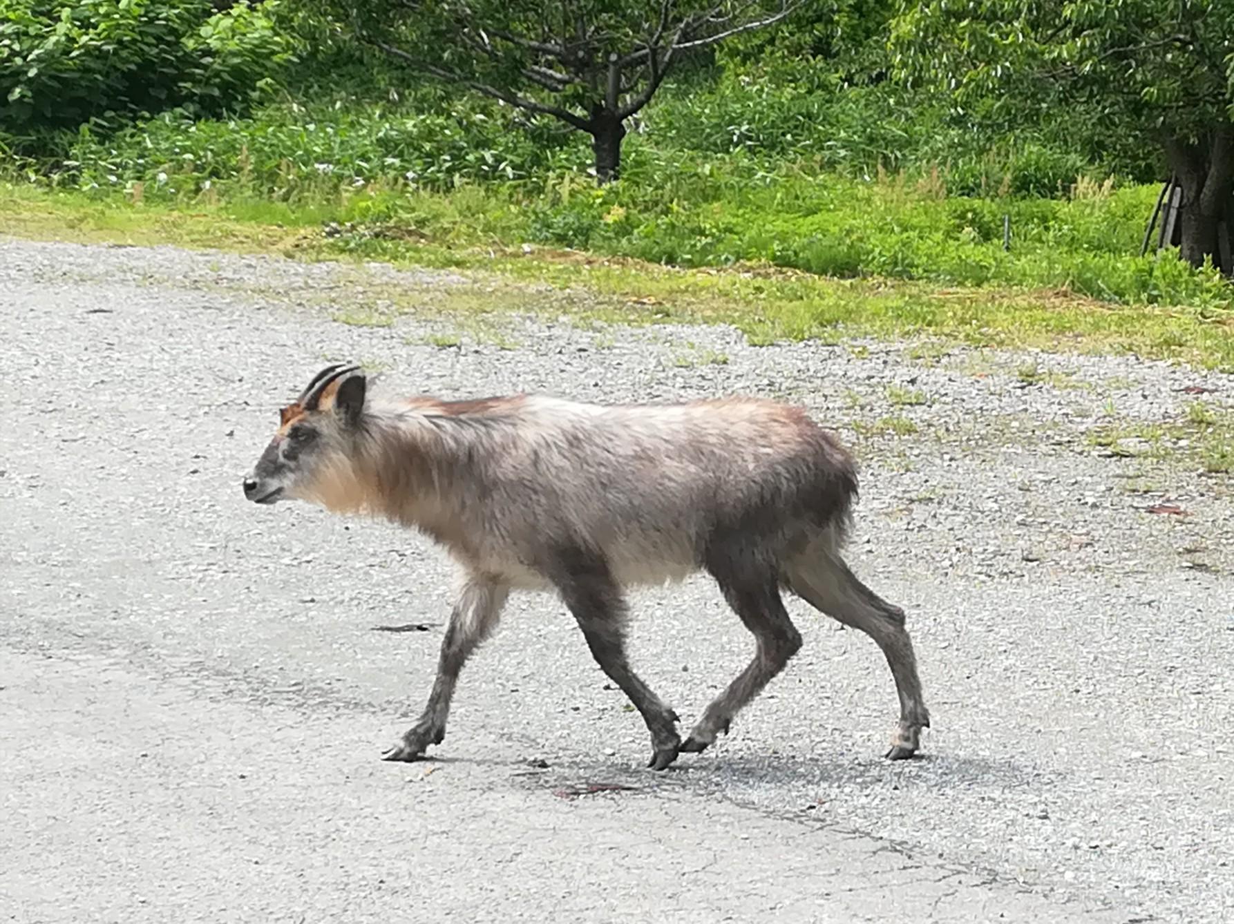 2025.5.28 可愛いカモシカと遭遇... / a-ki さんのモーメント | YAMAP / ヤマップ