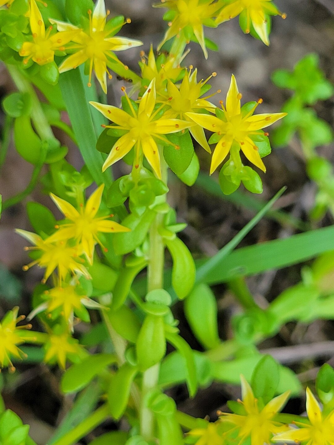 暑いから山トレSSD🏃‍♂️ / baseさんのランニングの活動データ | YAMAP / ヤマップ