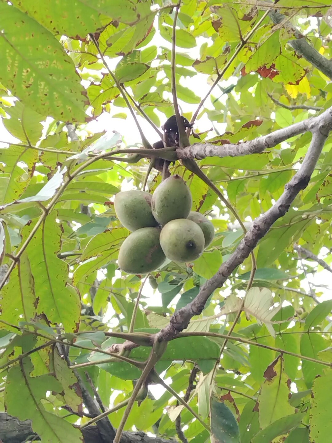 渡良瀬遊水池でくるみの木を見つけました。... / kabekkeさんのモーメント | YAMAP / ヤマップ