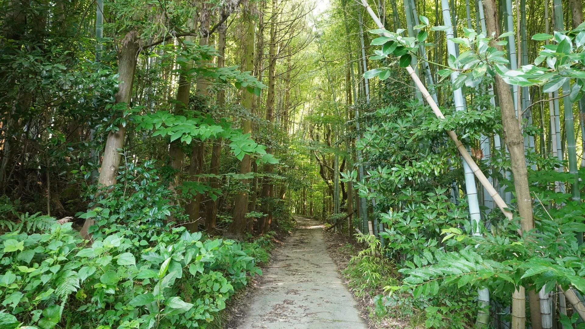 嶽山 朝の山歩 R6-36 / Zatoさんの嶽山・若山・四熊ヶ岳の活動データ | YAMAP / ヤマップ
