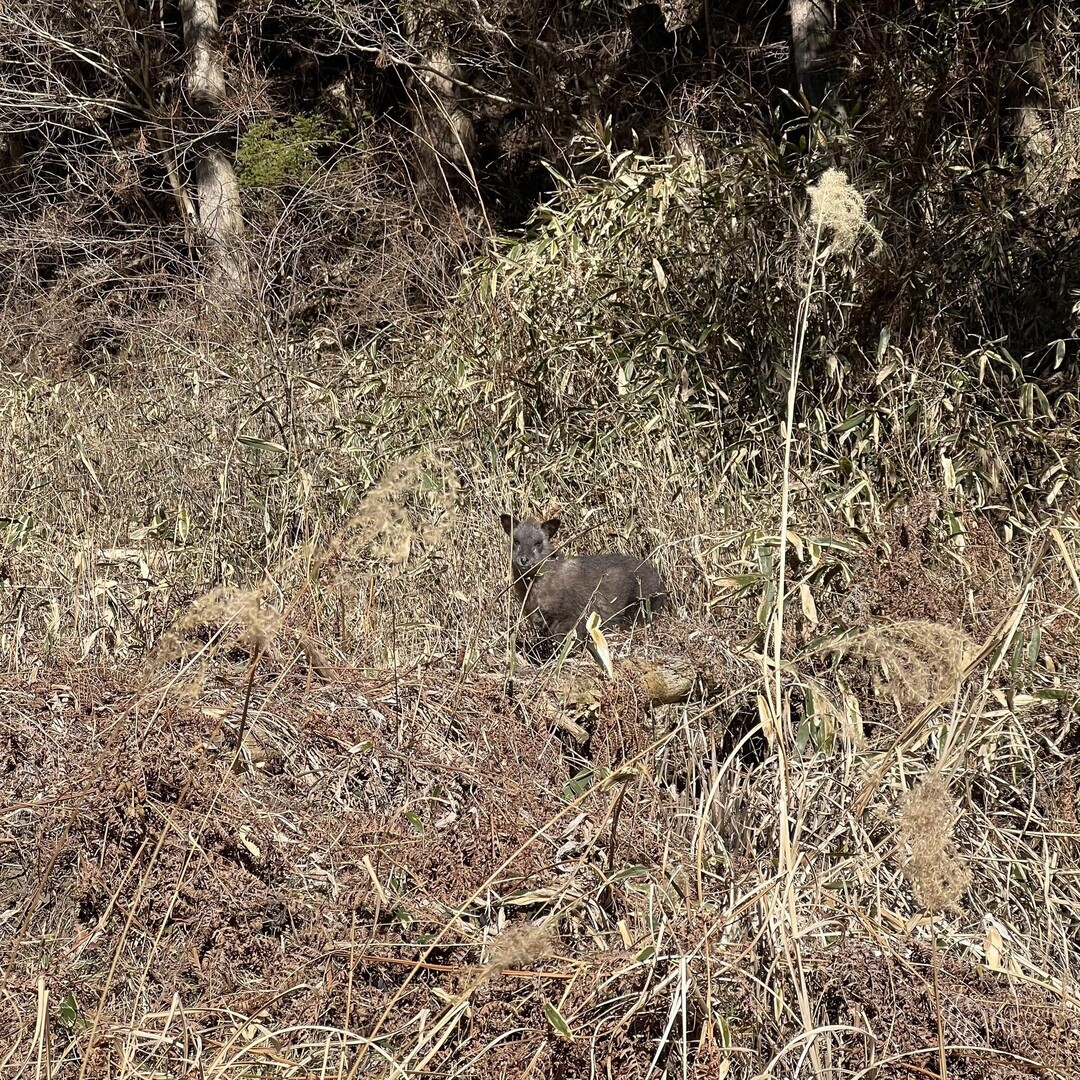 押山 / hanabouさんの押山の活動データ | YAMAP / ヤマップ