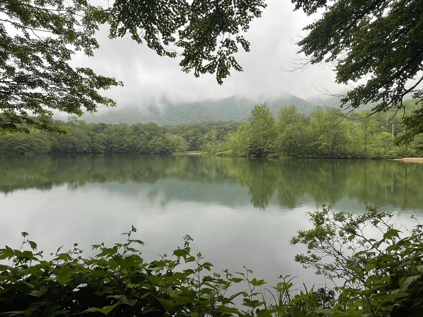 R6.6.9千沼ケ原→乳頭山〜クマに遭遇し撤退〜 / ハルキさんの乳頭山・湯森山・大白森の活動データ | YAMAP / ヤマップ