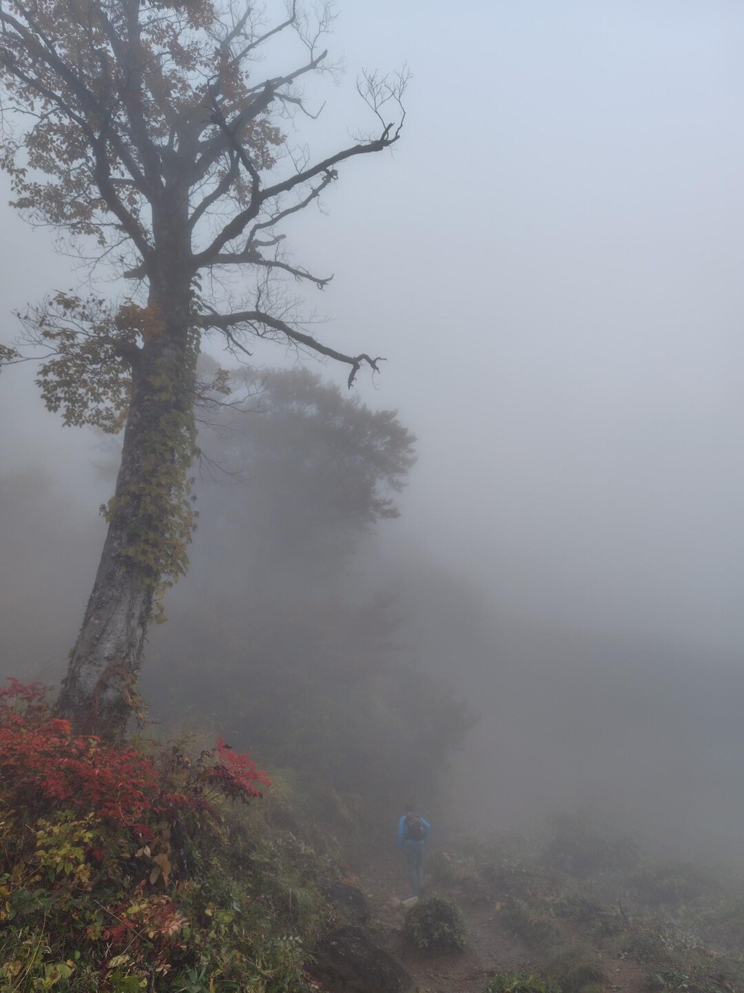 谷川岳（トマの耳 オキノ耳） / yusienaさんの谷川岳・七ツ小屋山・大源太山の活動データ | YAMAP / ヤマップ