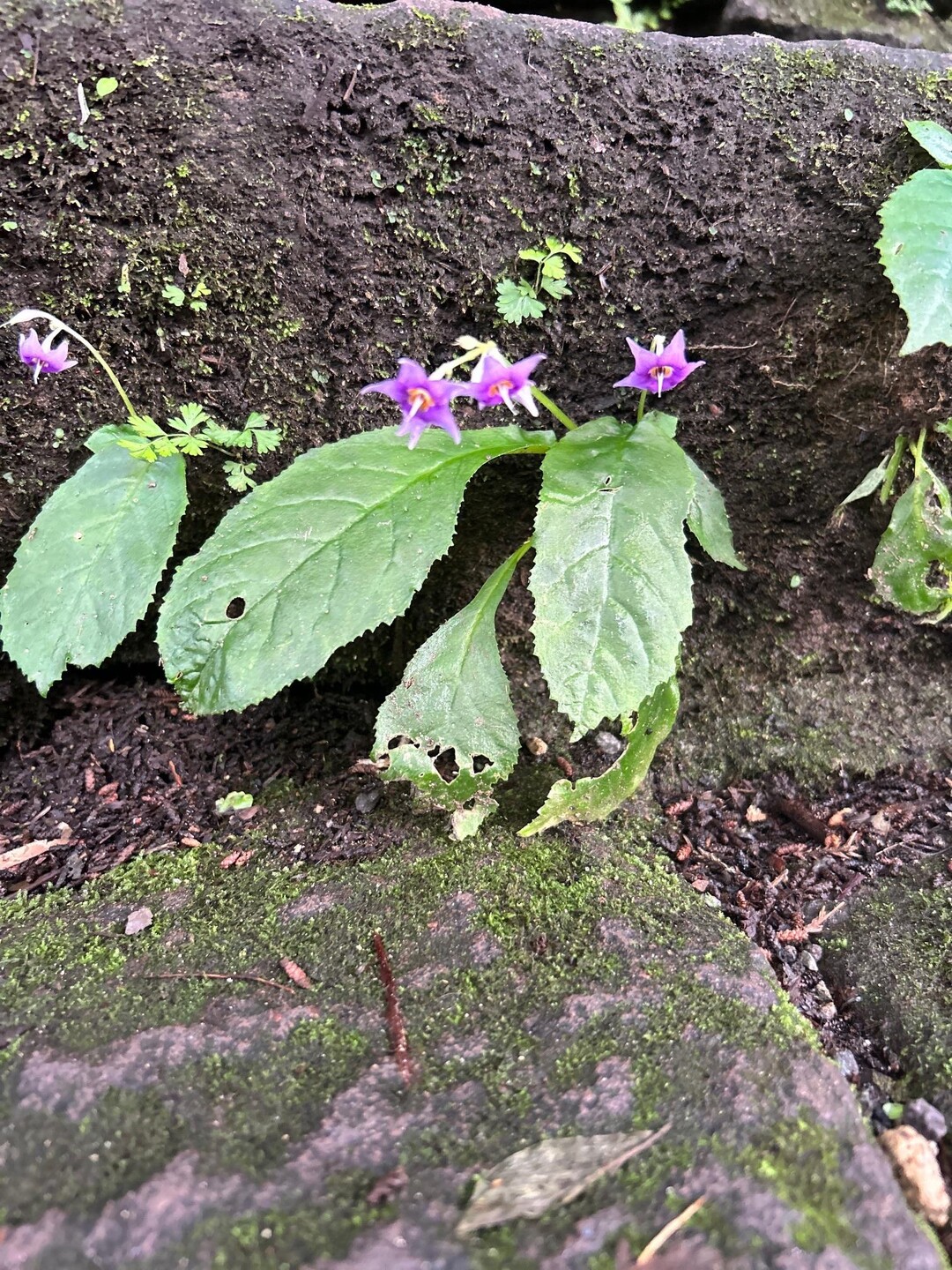 意外と天気良かったので、水沢山にレンゲシ... / conyさんのモーメント | YAMAP / ヤマップ