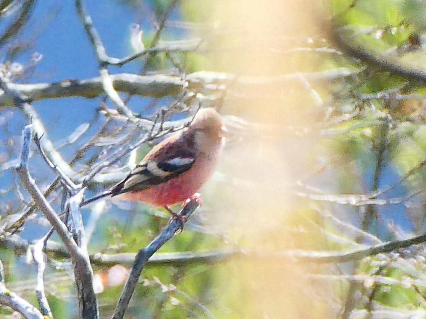 大段山・千町ヶ峰(宍粟50名山No,26.9) / おやこどんぶりおさんの段ヶ峰・笠杉山・千町ヶ峰の活動データ | YAMAP / ヤマップ