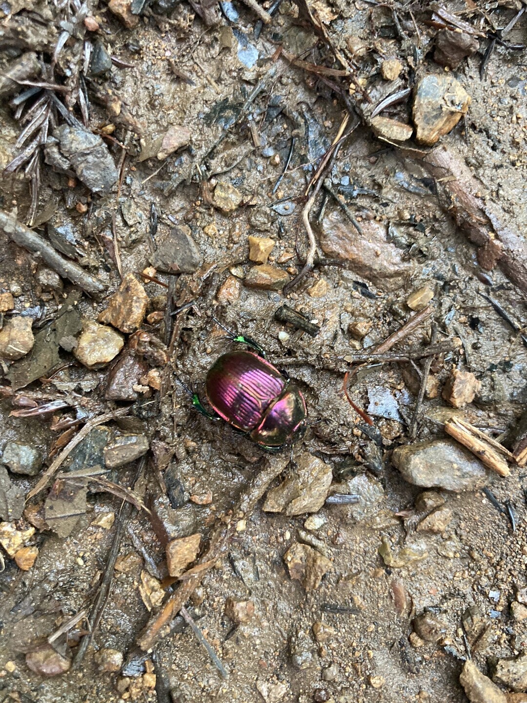 通り雨でびしょ濡れ！ 2022-06子連れ二子山 / ryoさんの丸山・日向山の活動日記 | YAMAP / ヤマップ