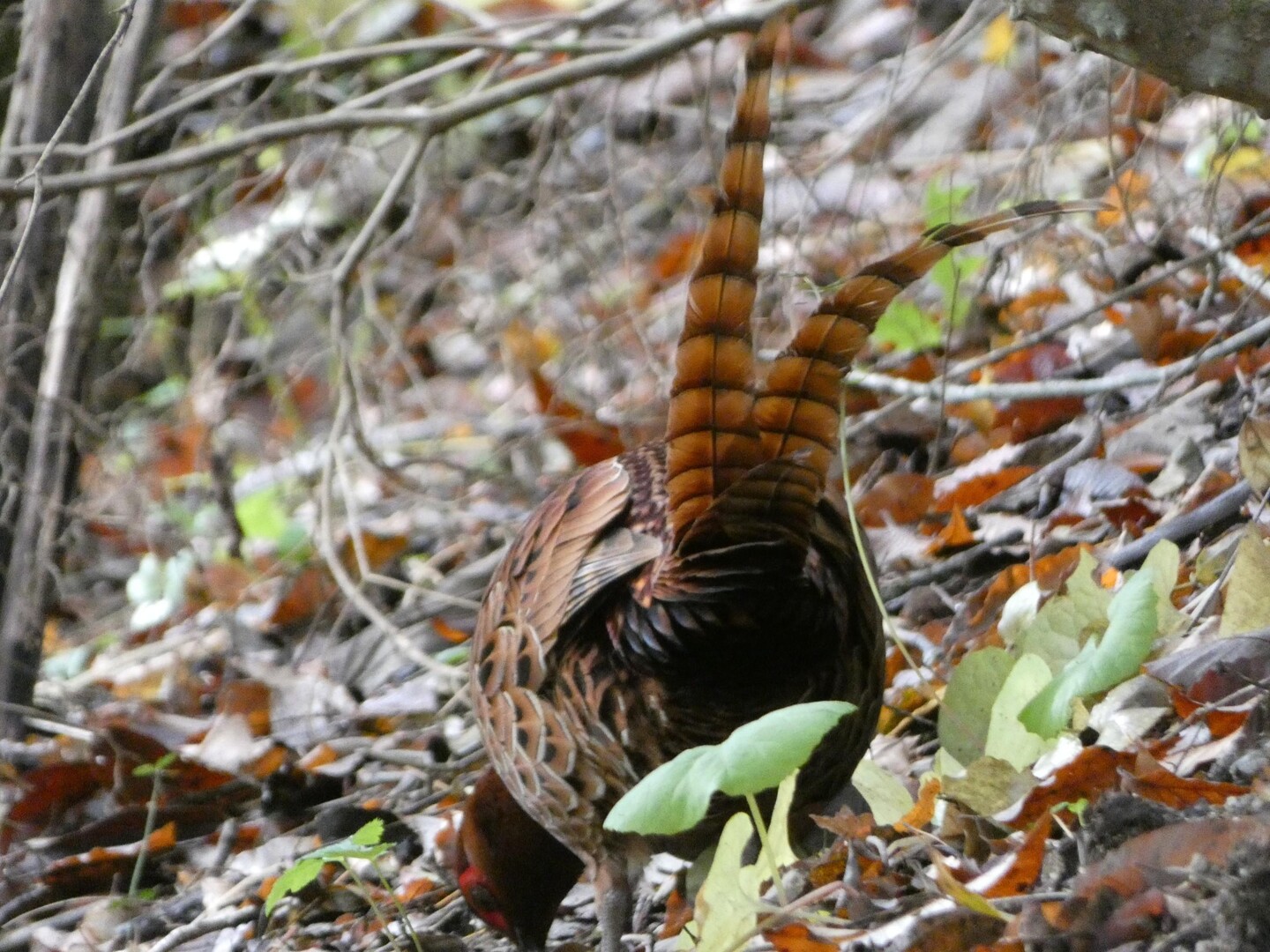 金剛山 香楠荘尾根⤴文殊⤵ / PAGUさんの葛城修験エリアマップ（金剛山周辺）の活動データ | YAMAP / ヤマップ