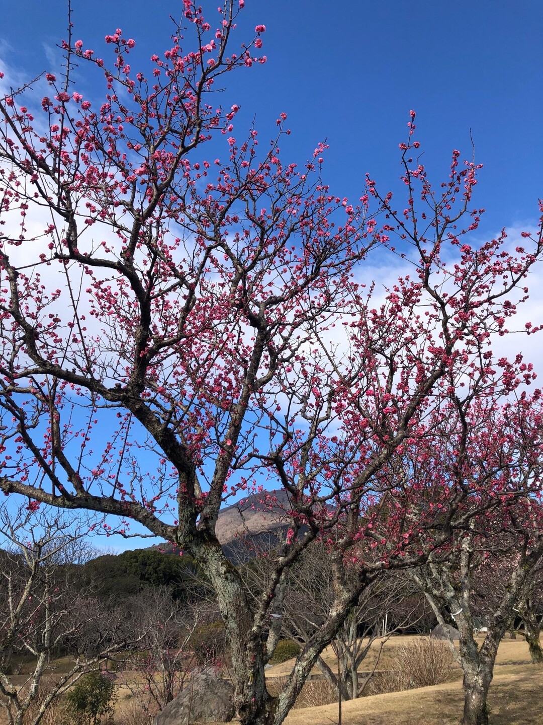 Tara na!! Walking -2024-03-03 / TAMOTSUさんのウォーキングの活動データ | YAMAP / ヤマップ