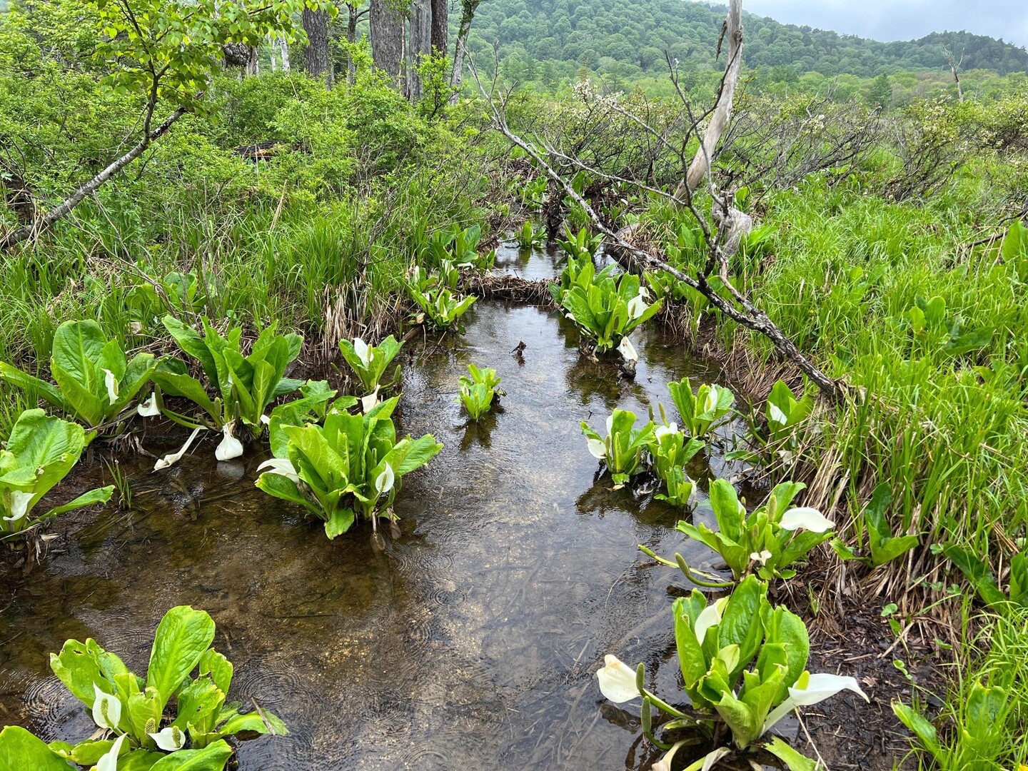 尾瀬・燧ヶ岳-2023-06-11 / kiyoさんの尾瀬・燧ヶ岳の活動データ | YAMAP / ヤマップ