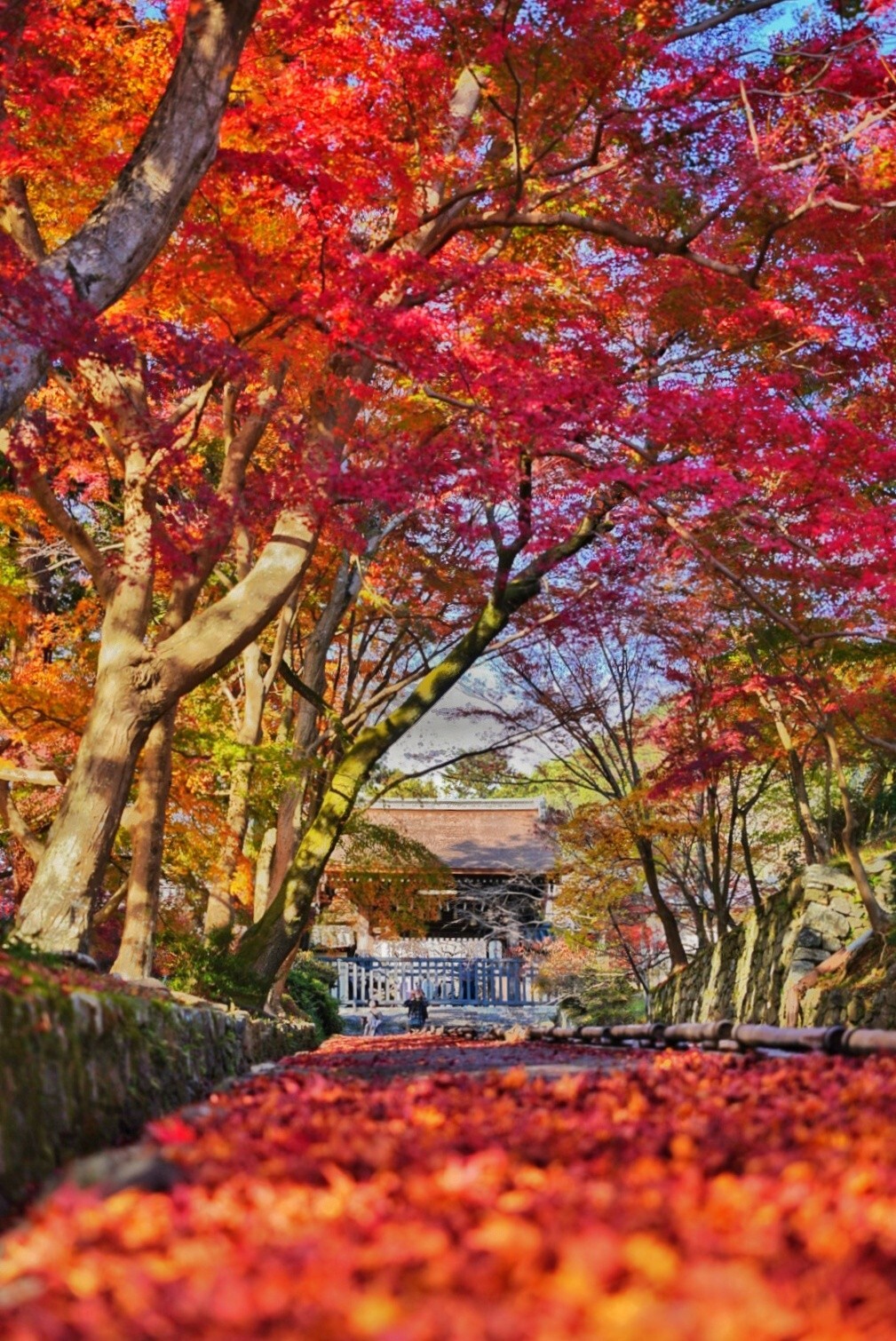 紅葉の琵琶湖疏水散策👣山科〜蹴上インクライン / yama.meshiさんの京都一周トレイルの活動データ | YAMAP / ヤマップ