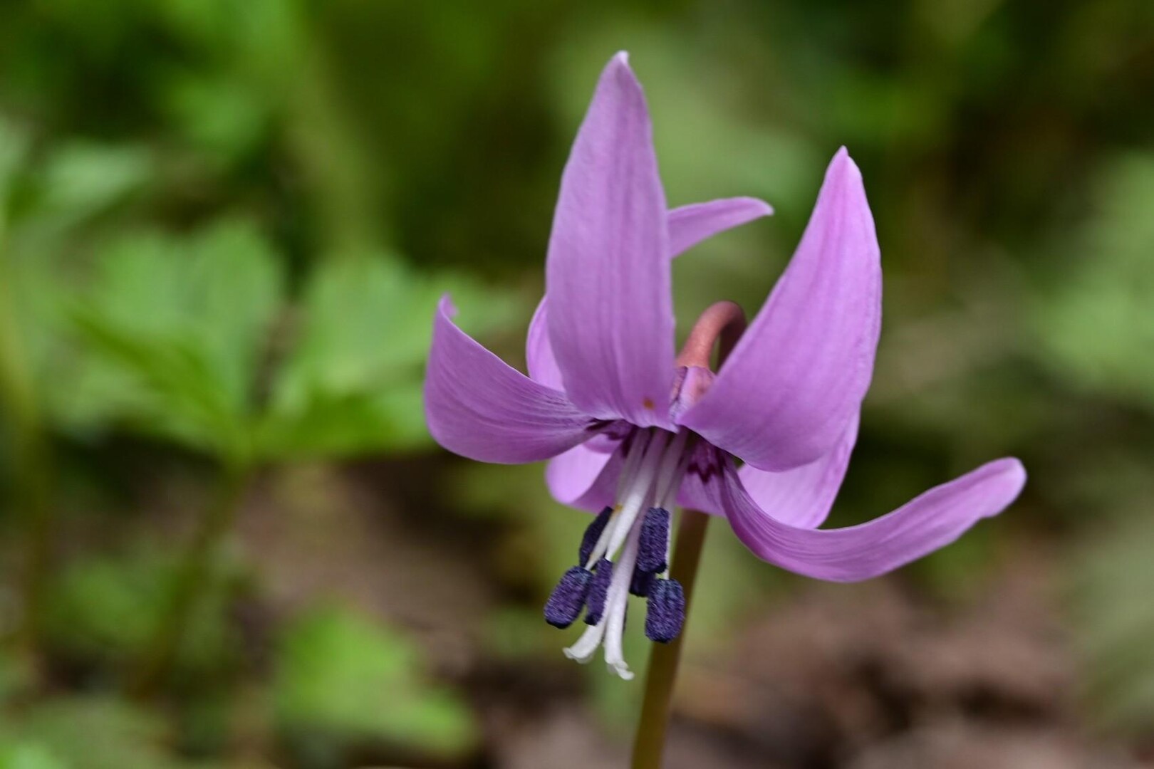 ママ友ハイク🚶🚶🚶尻場山 / Chicoryさんの尻場山の活動データ | YAMAP / ヤマップ