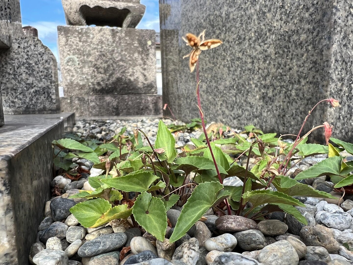 お彼岸の中日 墓参りしましたら、墓地のヒ... / sinoさんさんのモーメント | YAMAP / ヤマップ