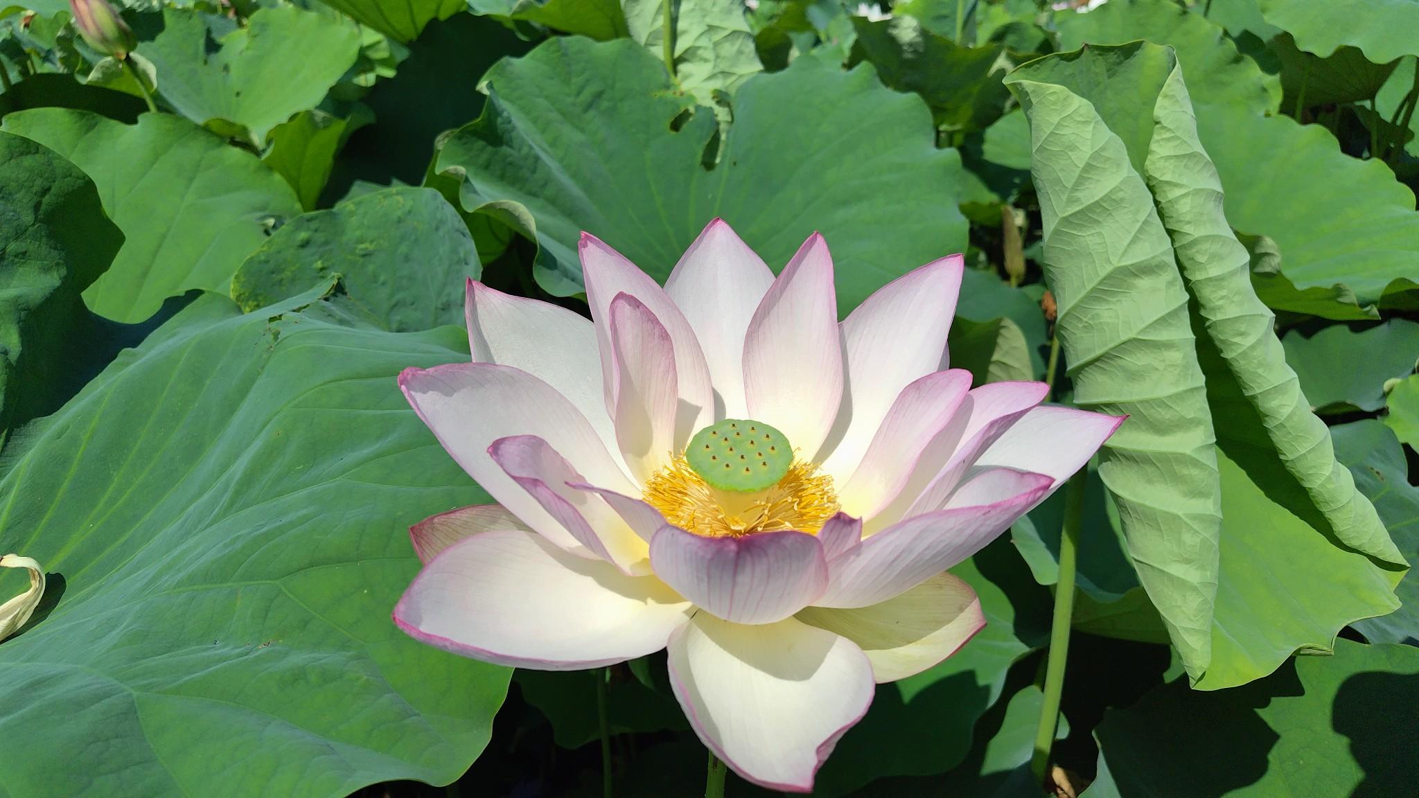 ハスまつり in つがの里🏵️ / riko** ☪さんの谷倉山の活動日記 | YAMAP / ヤマップ